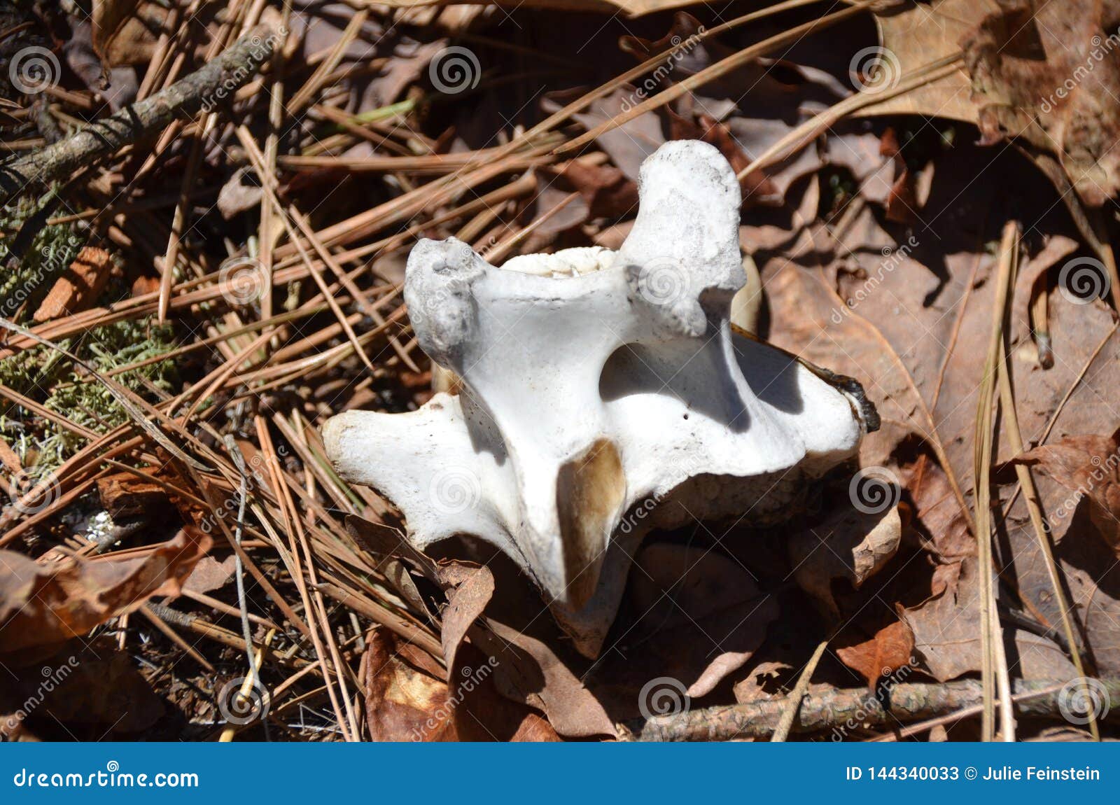 Deer Bone stock image. Image of bone, deer, decay, spinal - 144340033