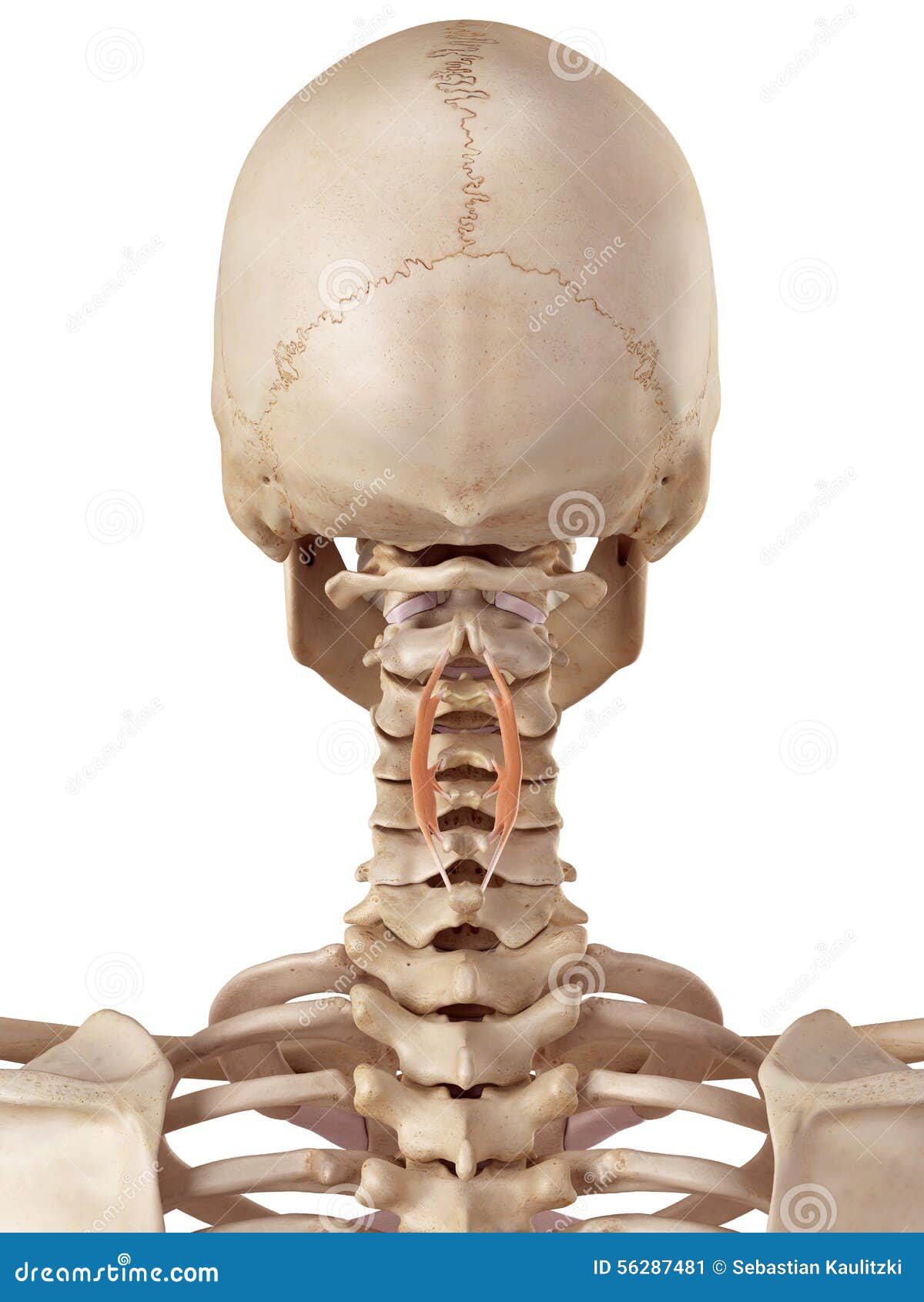 The spinalis cervicis stock illustration. Illustration of musculature ...