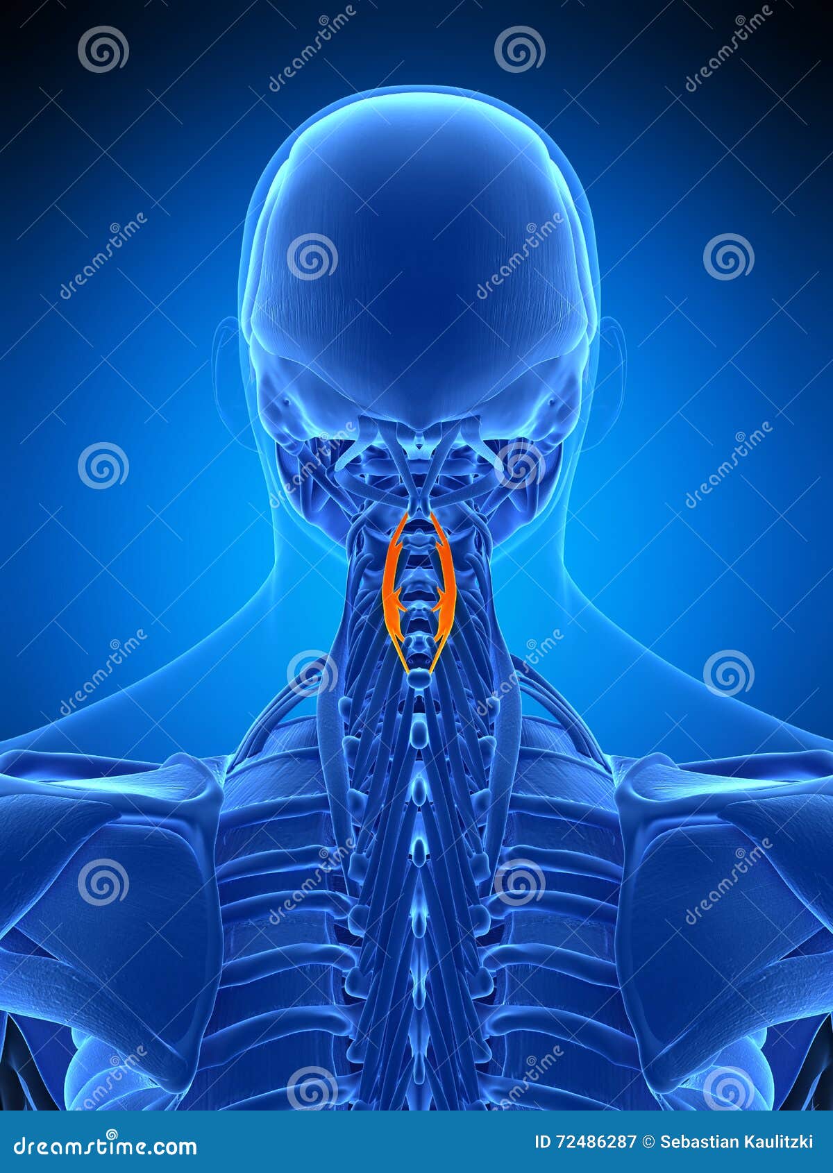The spinalis cervicis stock illustration. Illustration of medical ...
