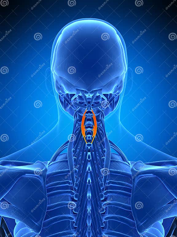 The spinalis cervicis stock illustration. Illustration of medical ...