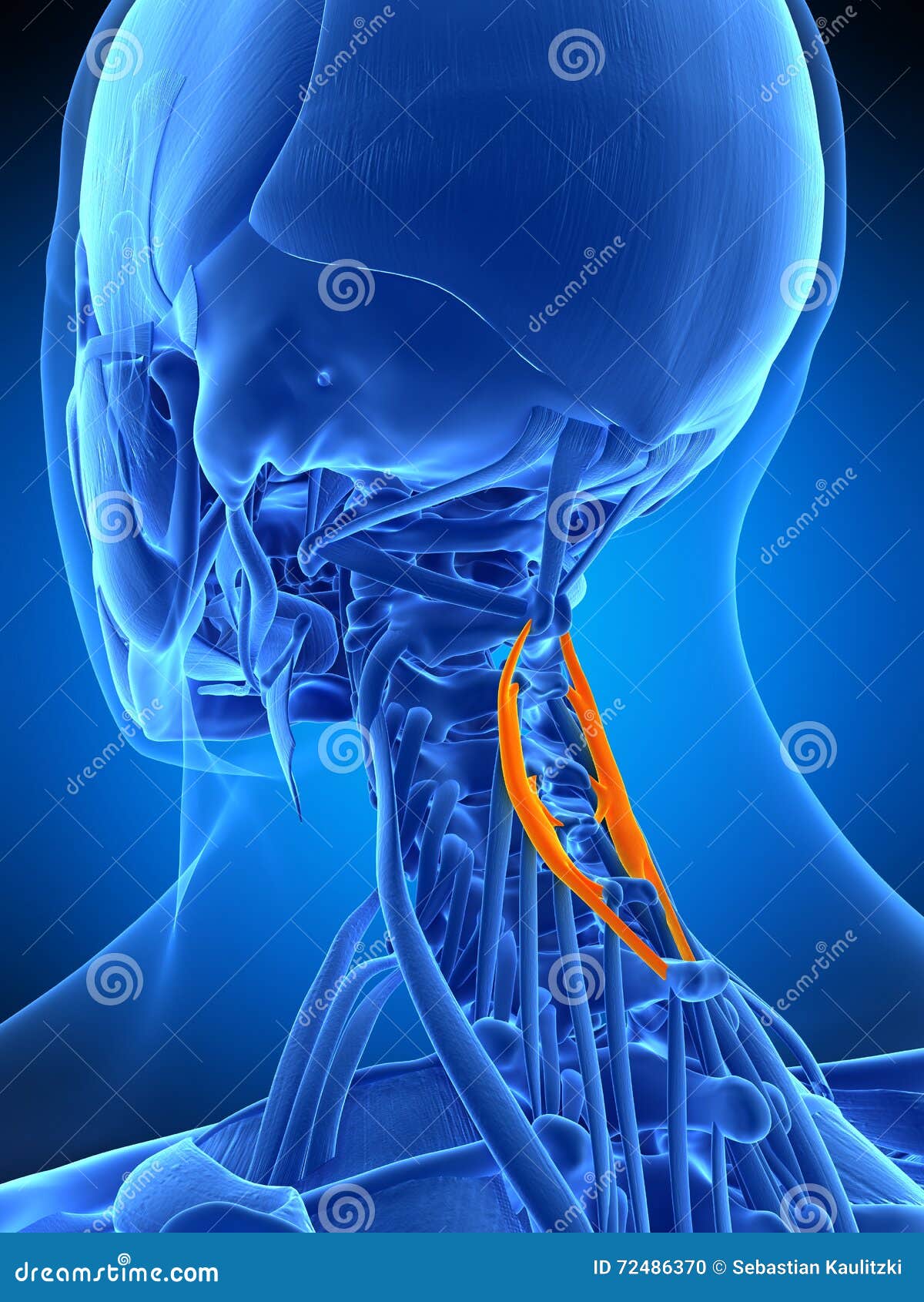 The spinalis cervicis stock illustration. Illustration of anatomy ...