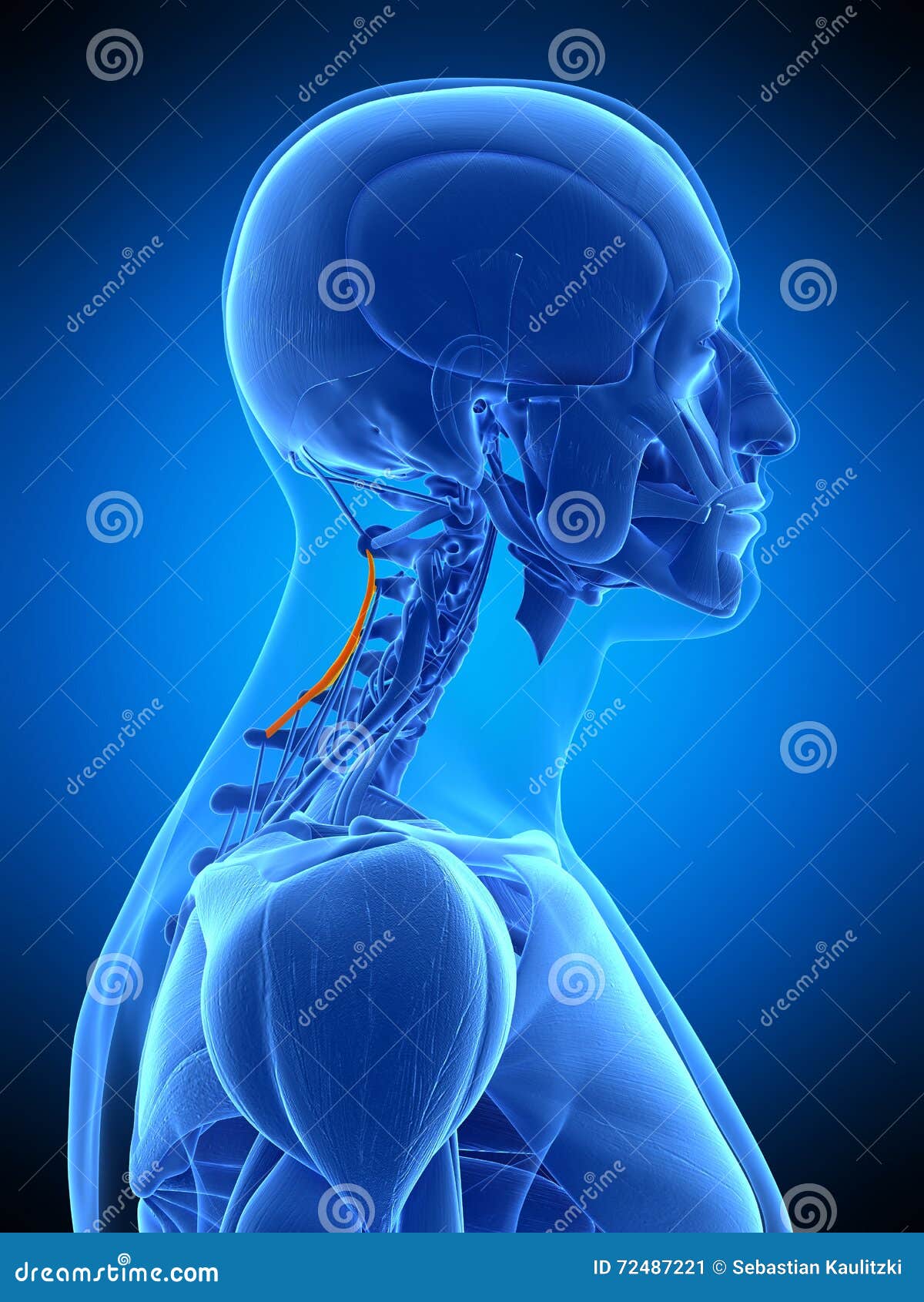 The spinalis cervicis stock illustration. Illustration of science ...