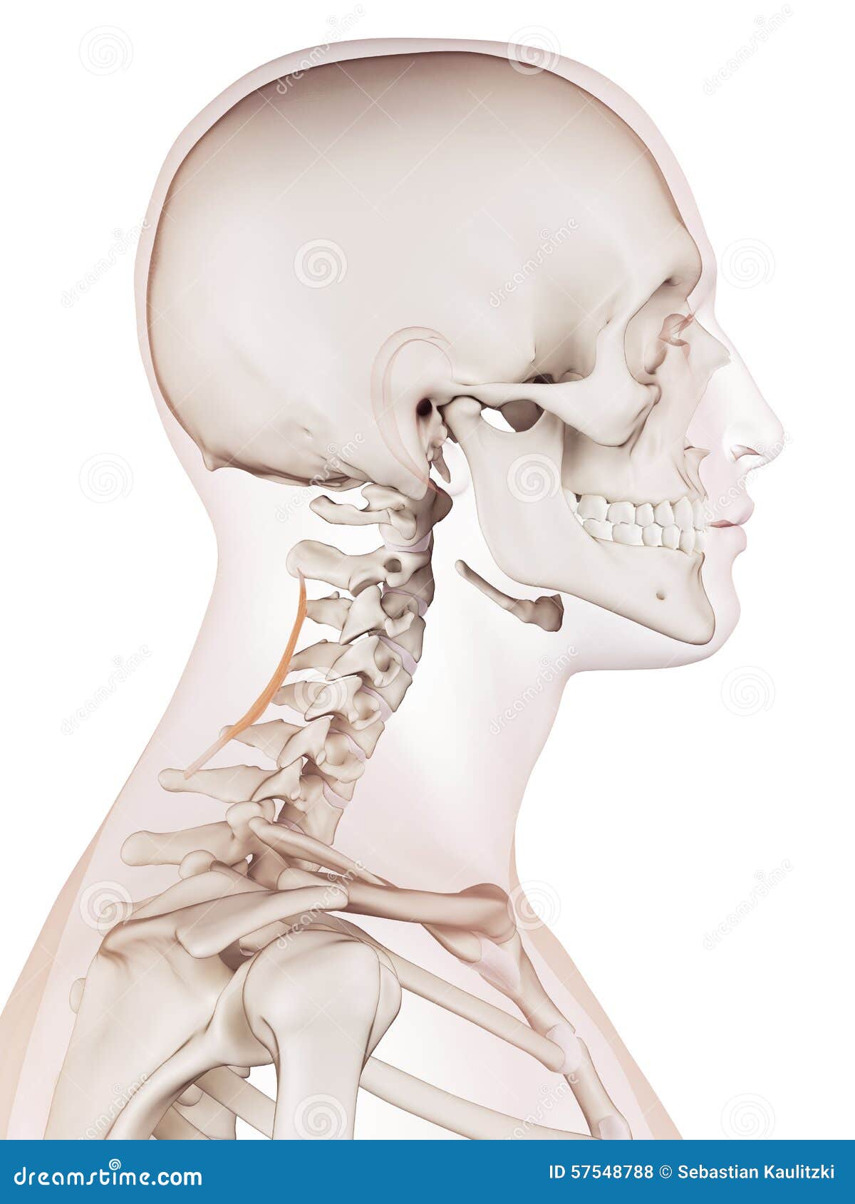 The spinalis cervicis stock illustration. Illustration of bones - 57548788