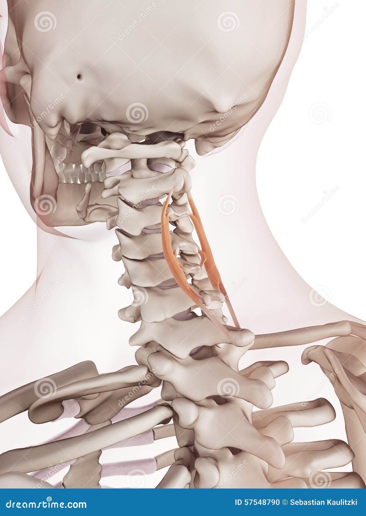 The spinalis cervicis stock illustration. Illustration of science ...