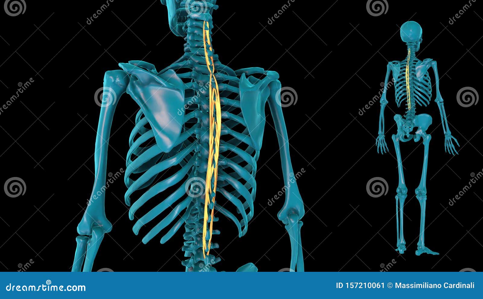 Spinalis - 3D model stock video. Video of fascia, abductor - 157210061