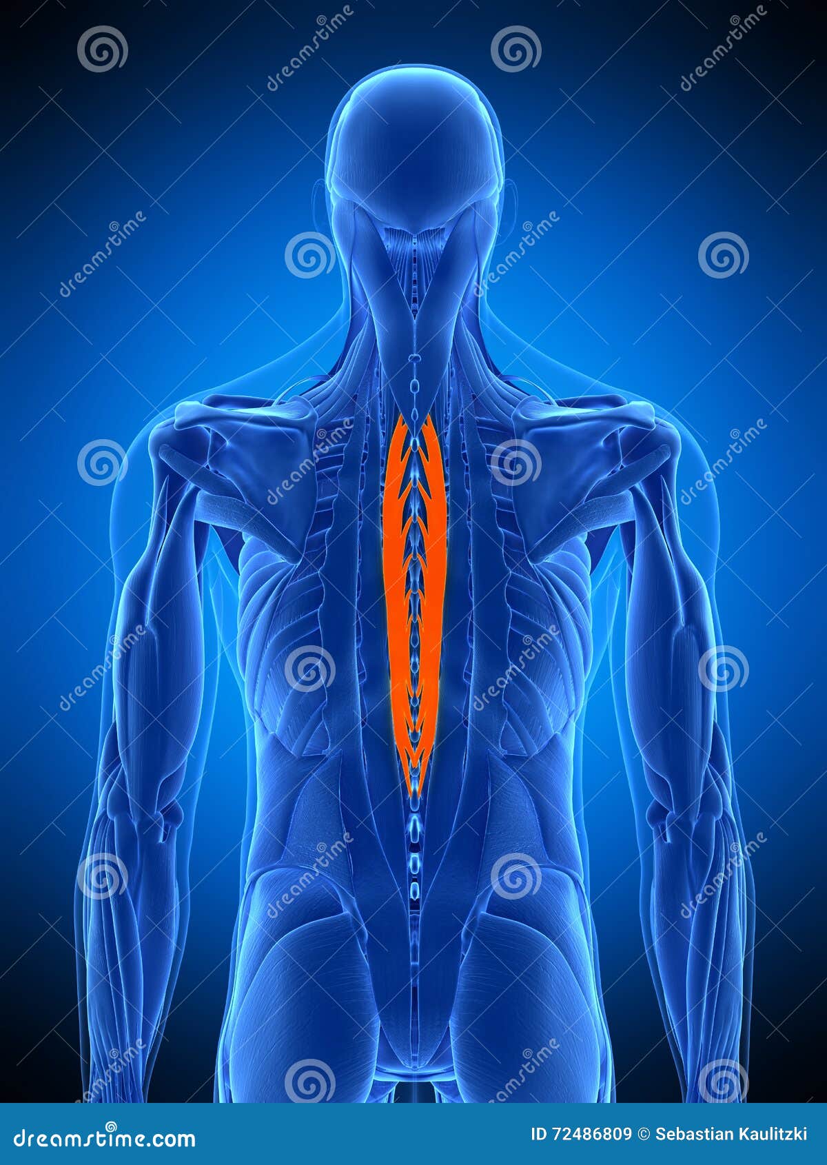 Human Spinalis Thoracis Muscles On Skeleton Royalty-Free Cartoon ...