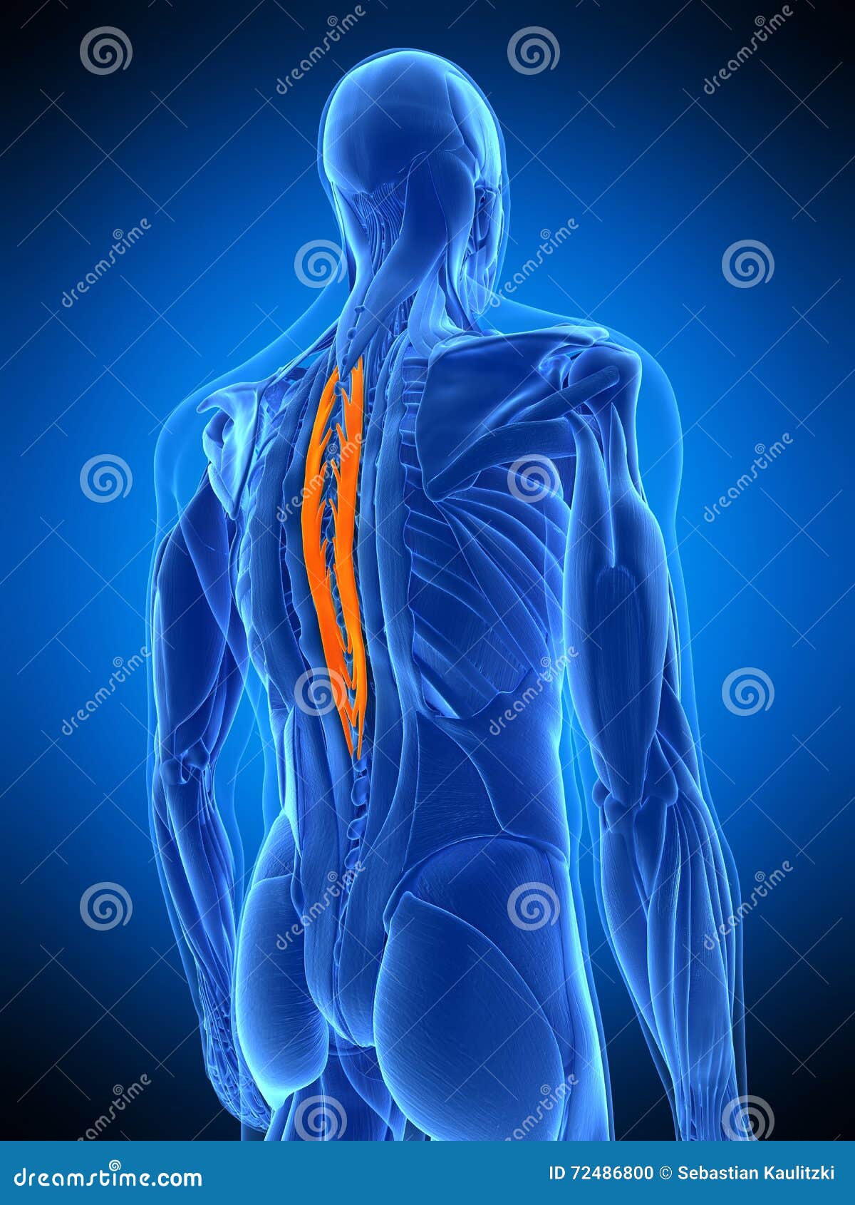 Human Spinalis Thoracis Muscles On Skeleton Royalty-Free Cartoon ...