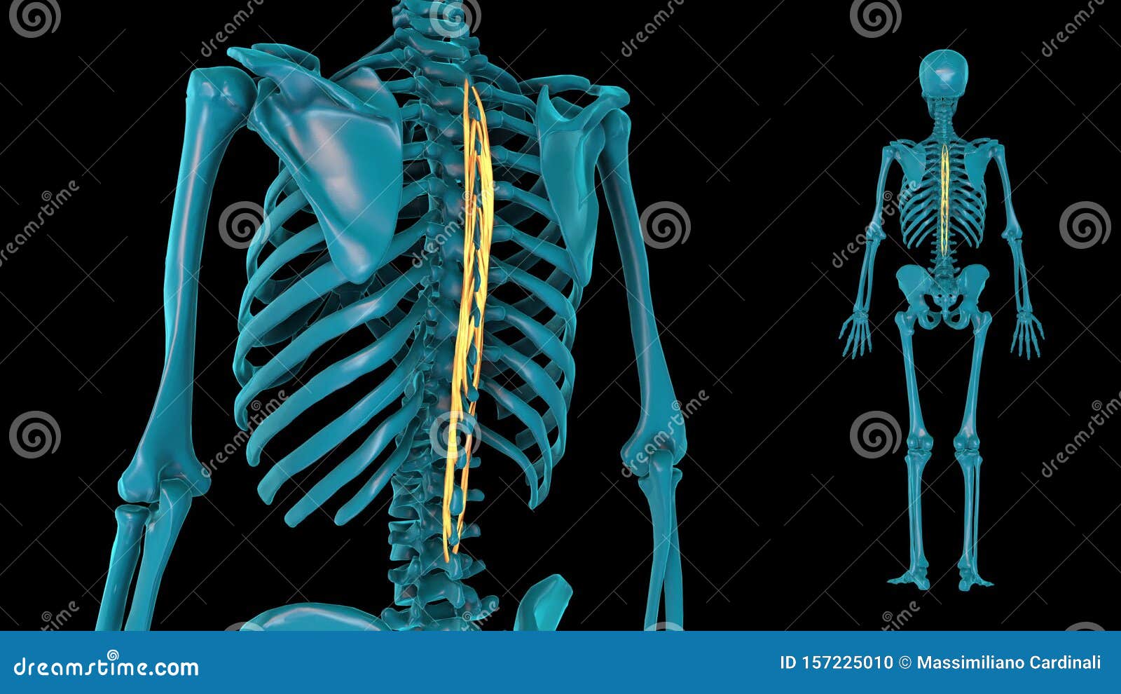 Spinalis Thoracis - 3D Model Stock Footage - Video of fitness, face ...