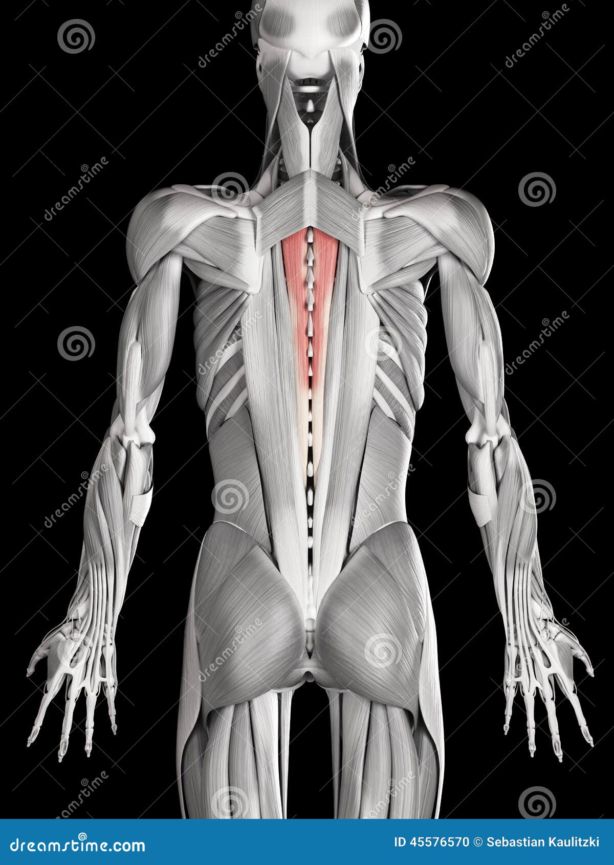 The spinalis thoracis stock illustration. Illustration of science ...