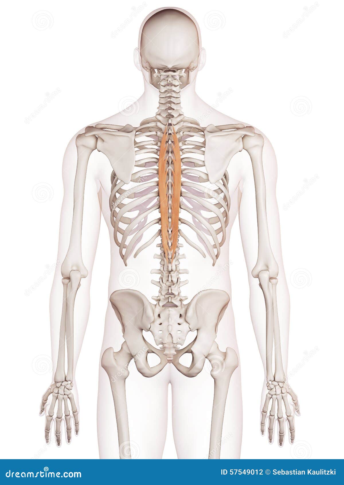 The spinalis thoracis stock illustration. Illustration of science ...