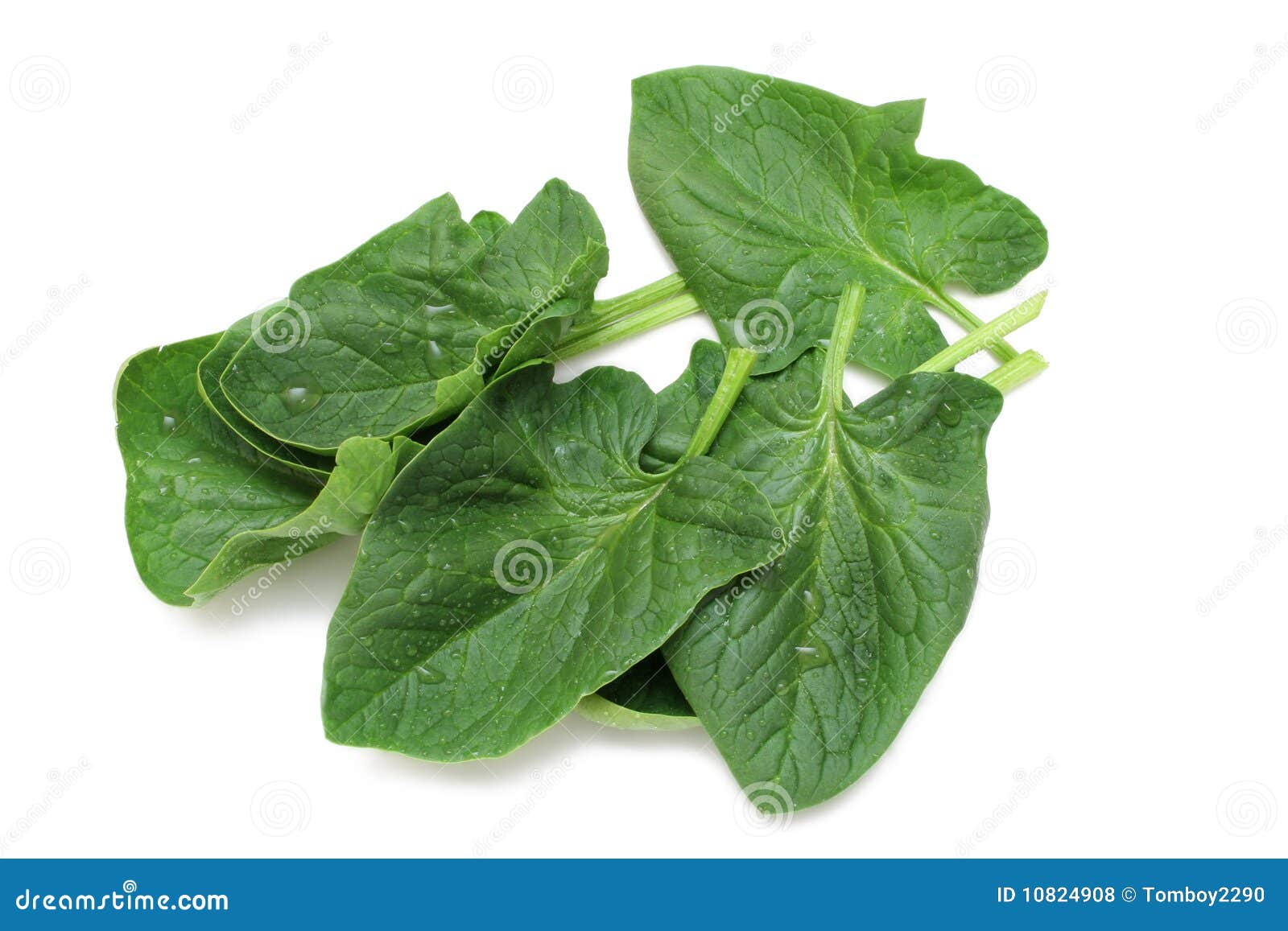 Spinat stockfoto. Bild von organisch, spinat, pfad, frisch - 10824908