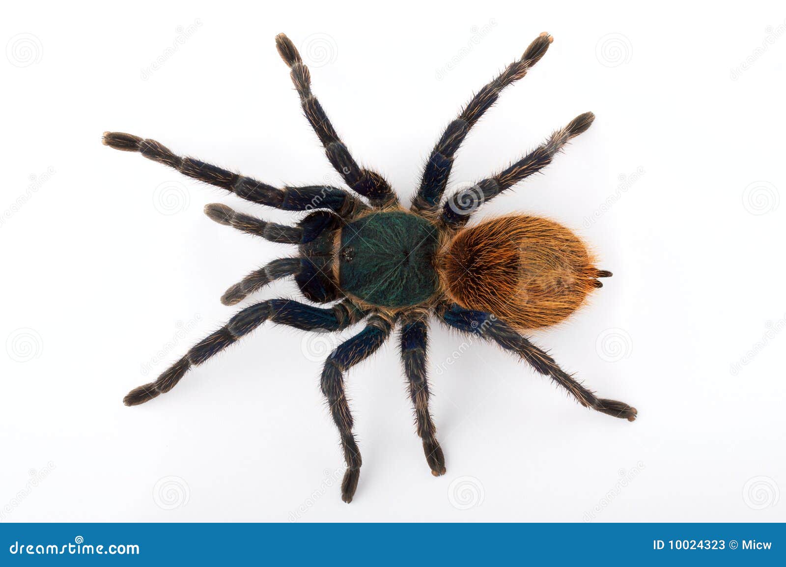 Spindel fotografering för bildbyråer. Bild av anhydrous - 10024323