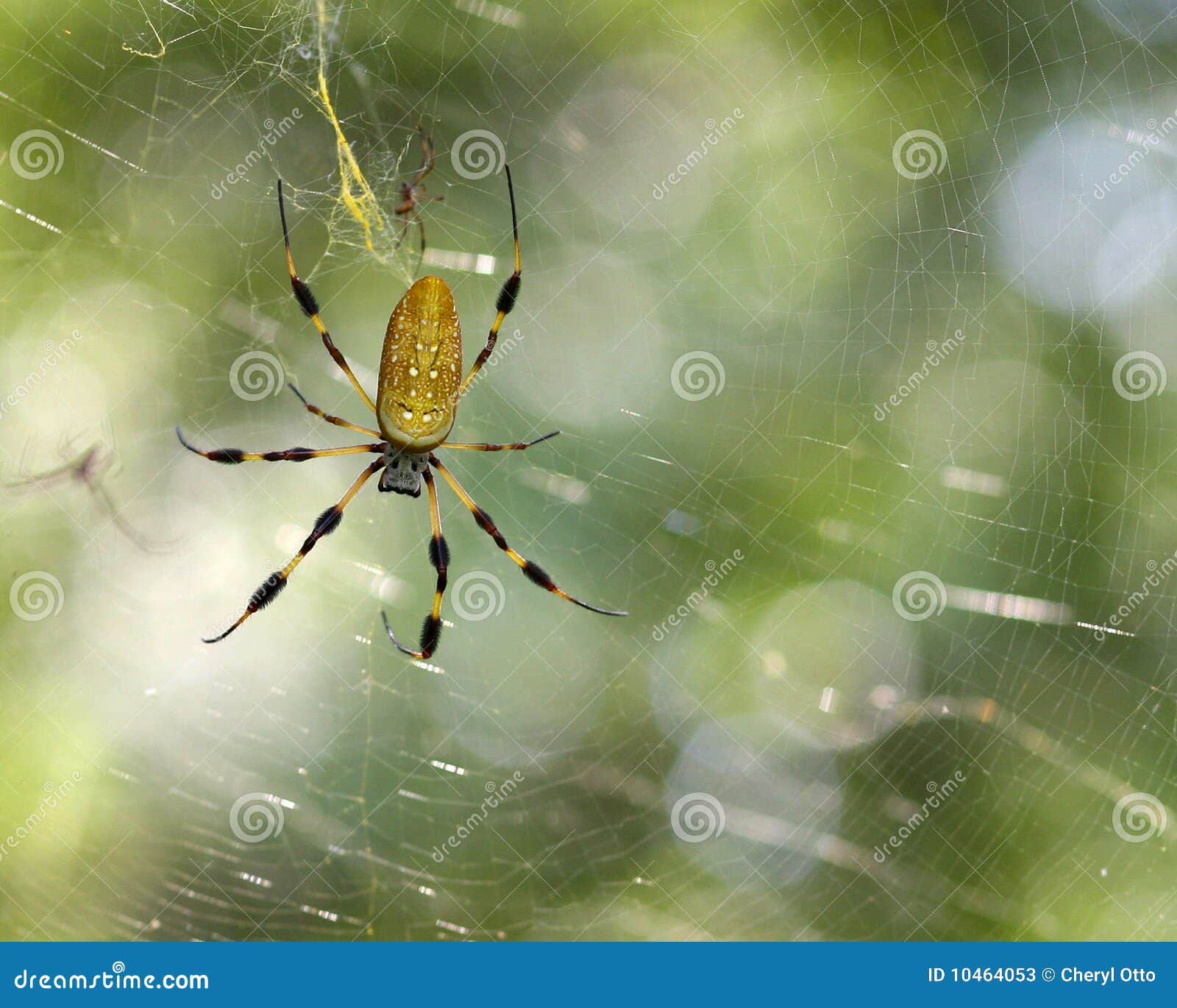 Spindel fotografering för bildbyråer. Bild av orka, bebis - 10464053