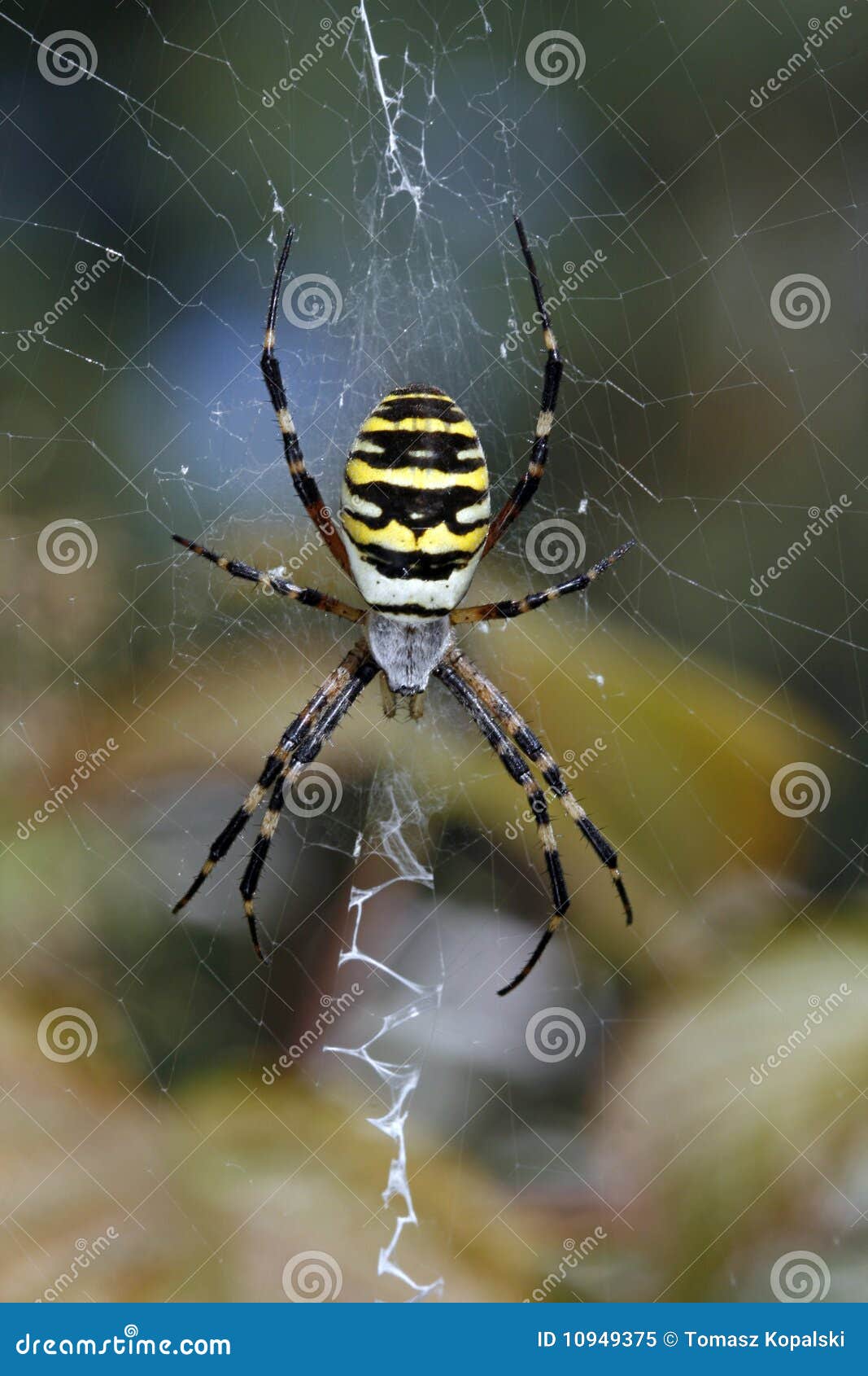 Spindel fotografering för bildbyråer. Bild av abdikering - 10949375