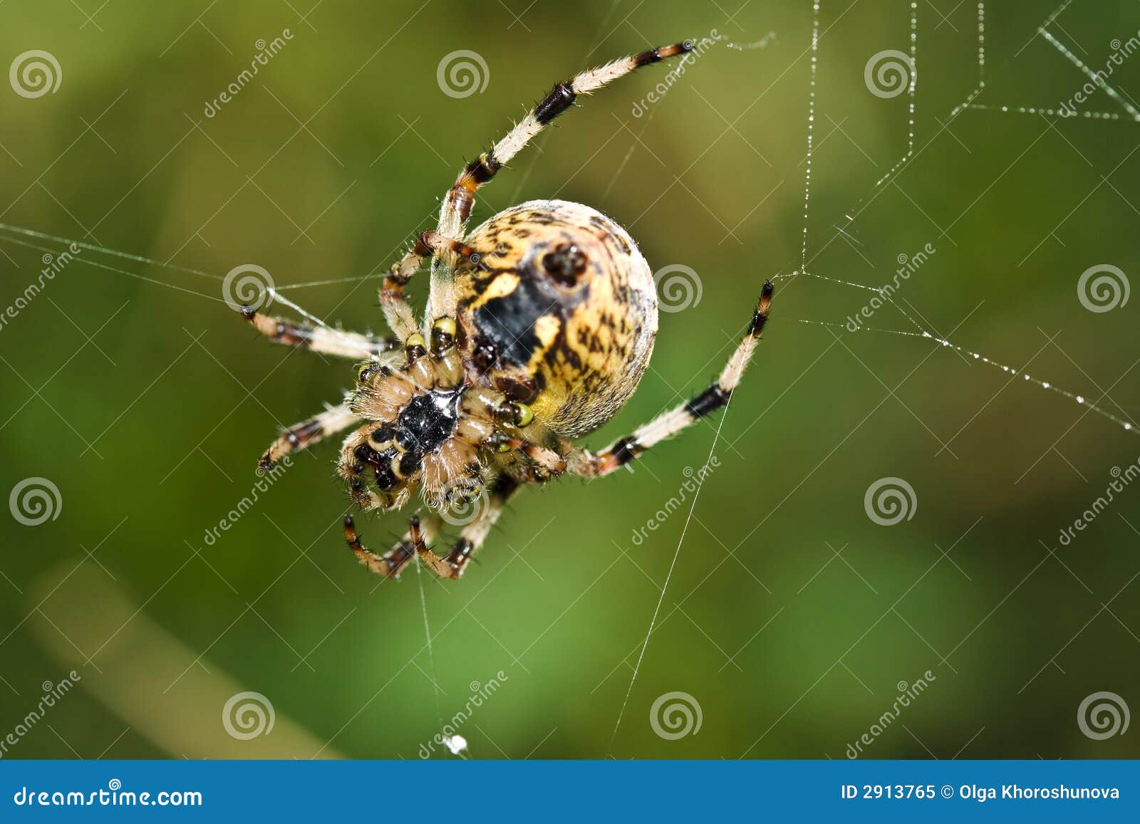 Spindel fotografering för bildbyråer. Bild av oförskämdhet - 2913765