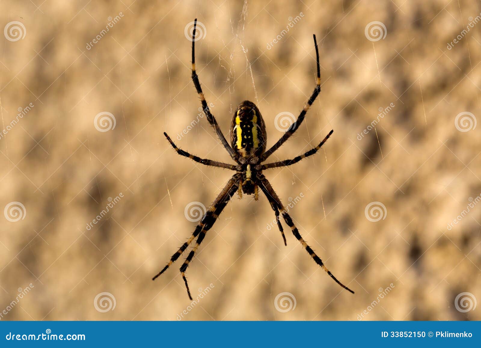 Spindel arkivfoto. Bild av angus, tillbaka, netto, skog - 33852150