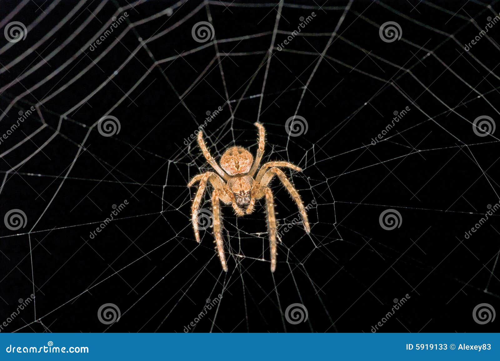 Spindel fotografering för bildbyråer. Bild av kryp, fasa - 5919133