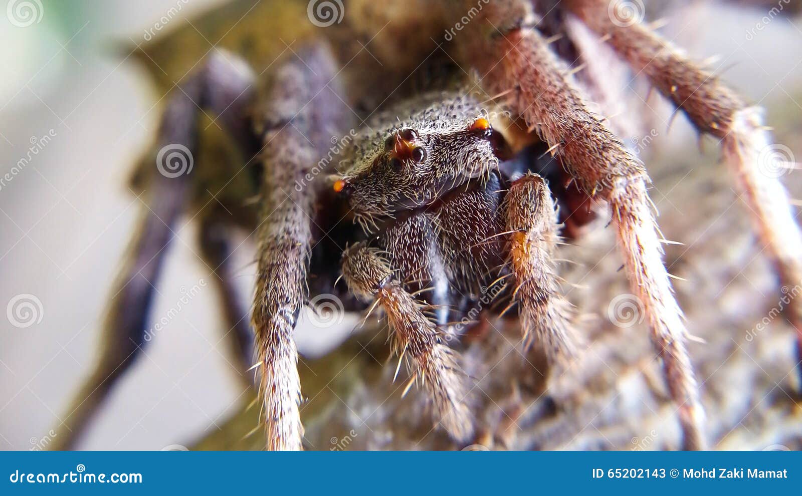 Spindel fotografering för bildbyråer. Bild av läskigt - 65202143