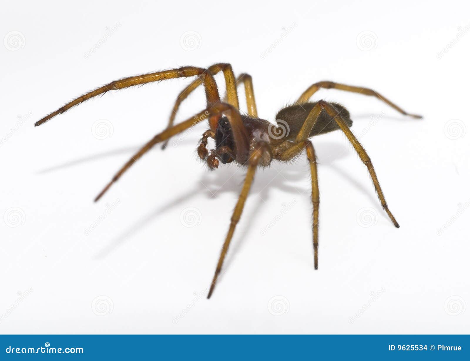 Spindel arkivfoto. Bild av anhydrous, livstid, angus, kryp - 9625534