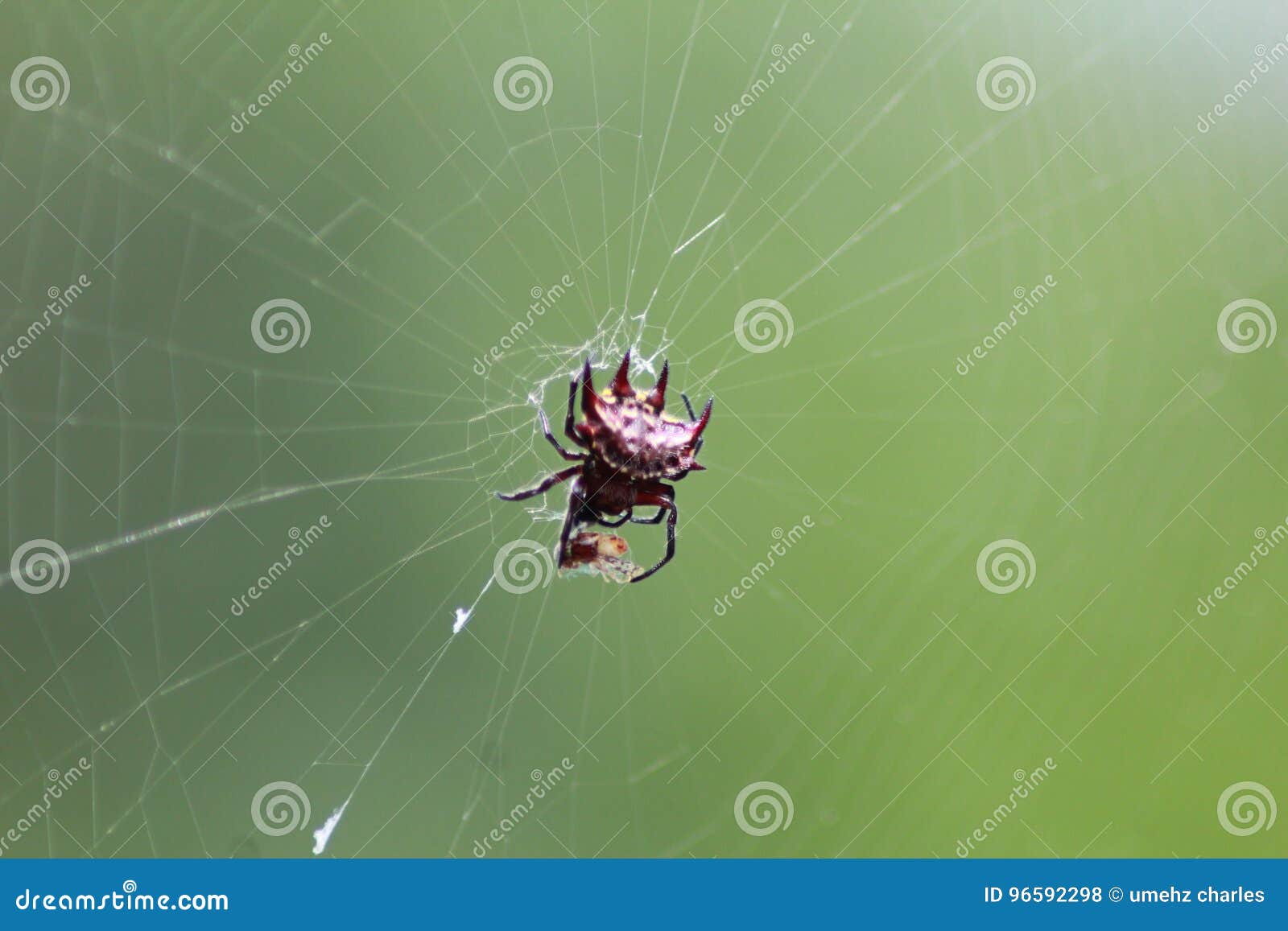 Spindel arkivfoto. Bild av fluga, spindel, matning, rengöringsduk ...