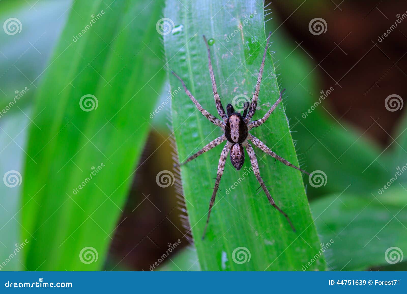 Spindel i skog fotografering för bildbyråer. Bild av slända - 44751639