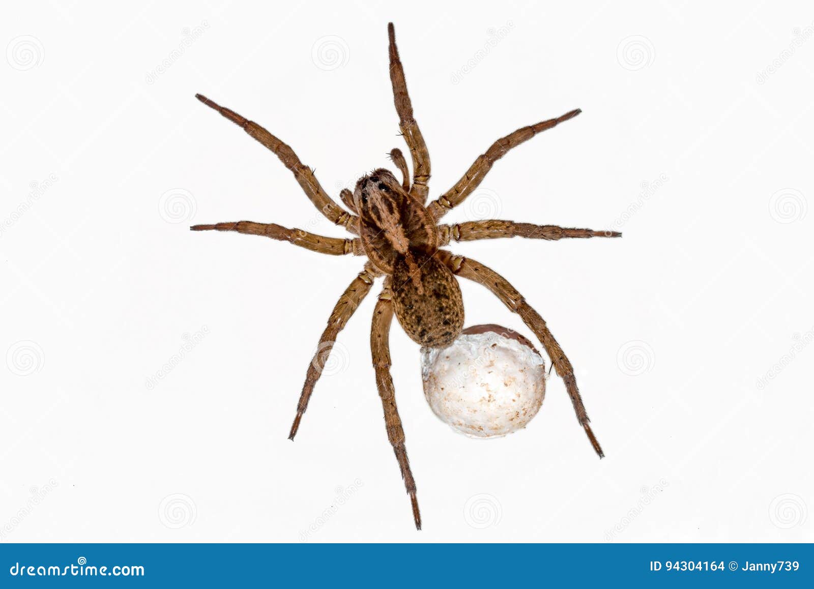 Spindel med ägg arkivfoto. Bild av förmörkelse, koppling - 94304164