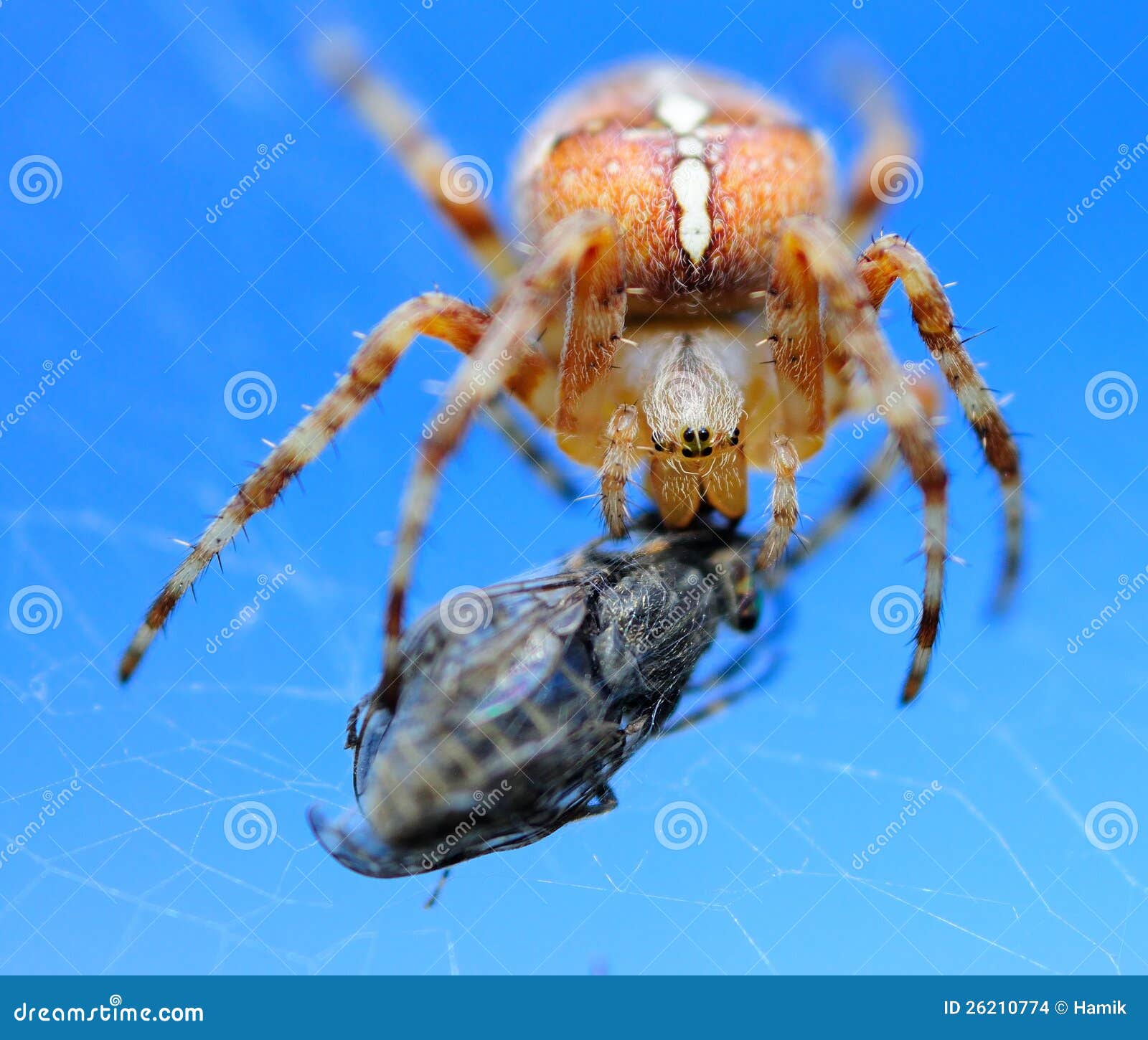 Spindel och fluga arkivfoto. Bild av kryp, vild, makro - 26210774