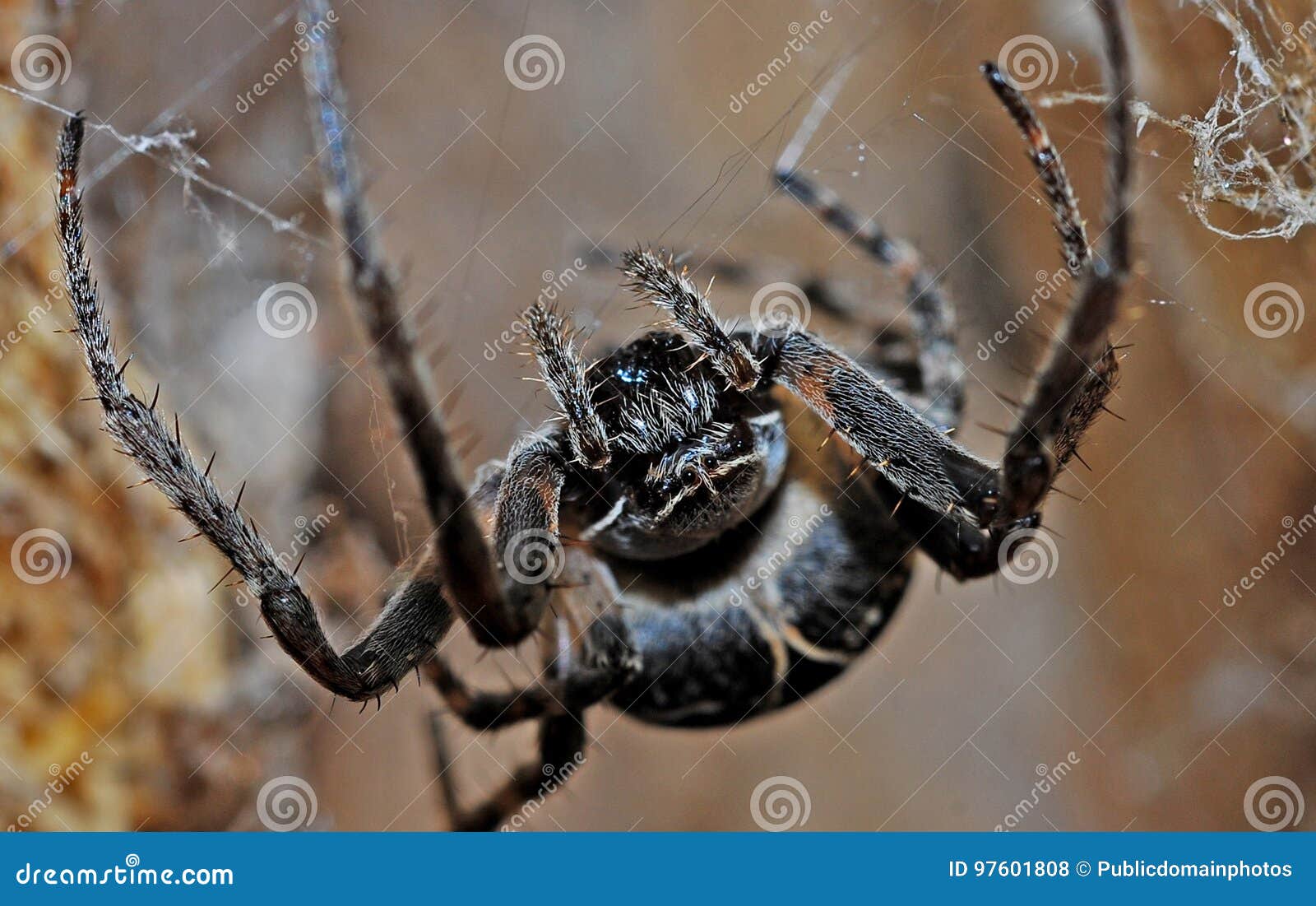 Spindel Spindeldjur, Invertebrat, Araneus Bild. Bild: 97601808