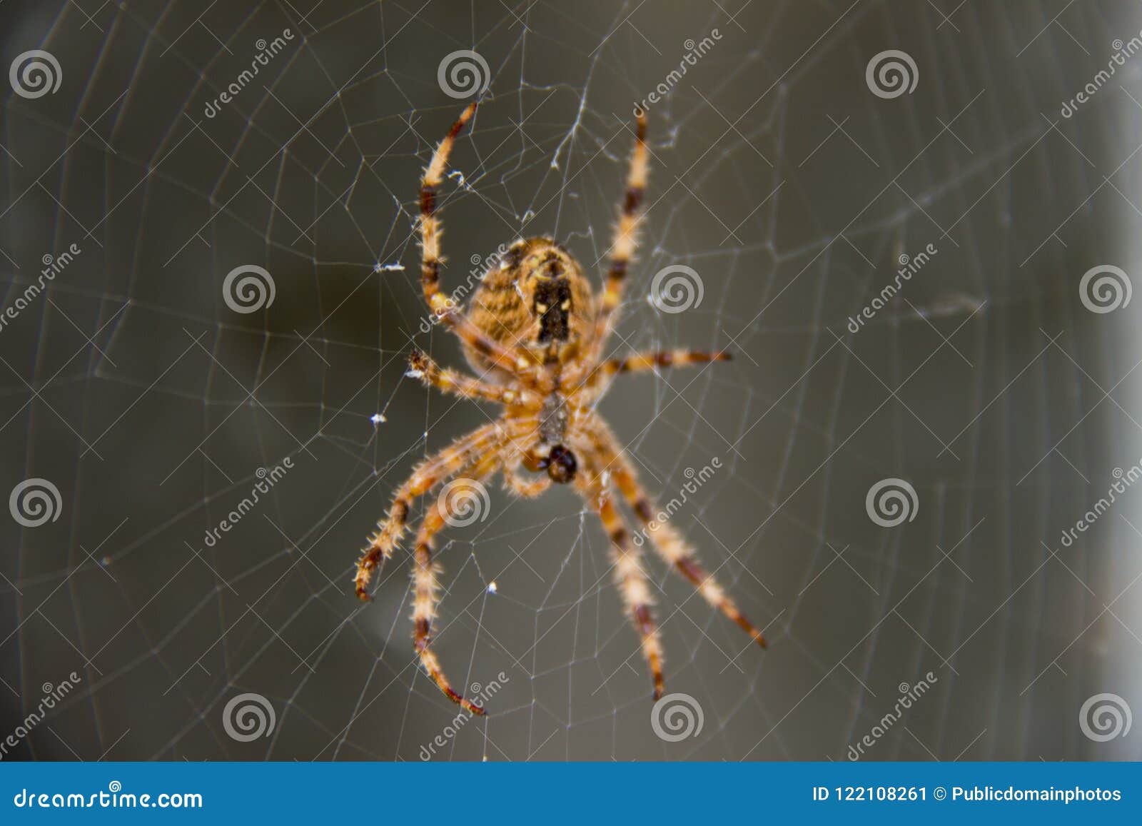 Spindel Spindeldjur, Orb Weaver Spider, Invertebrat Bild. Bild: 122108261