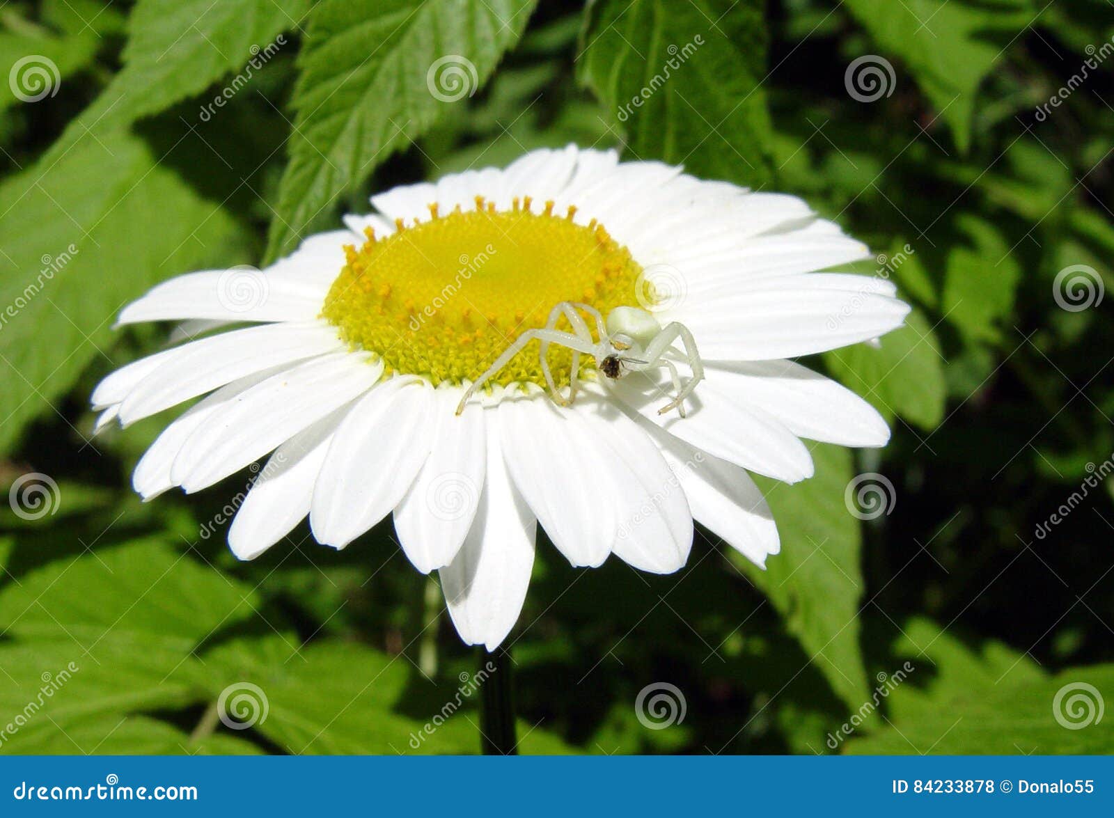 Spindeln och flugan arkivfoto. Bild av fluga, spindel - 84233878