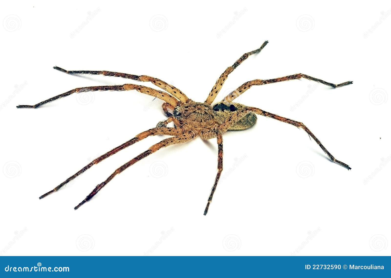 Spindelspinimanazoropsis arkivfoto. Bild av läskigt, markbunden - 22732590