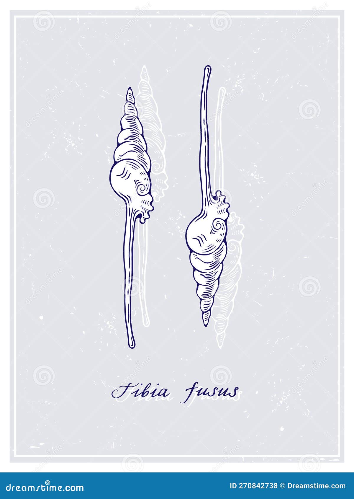 Tibia Fusus Conch Shell Illustration Isolated On White With Clipping ...