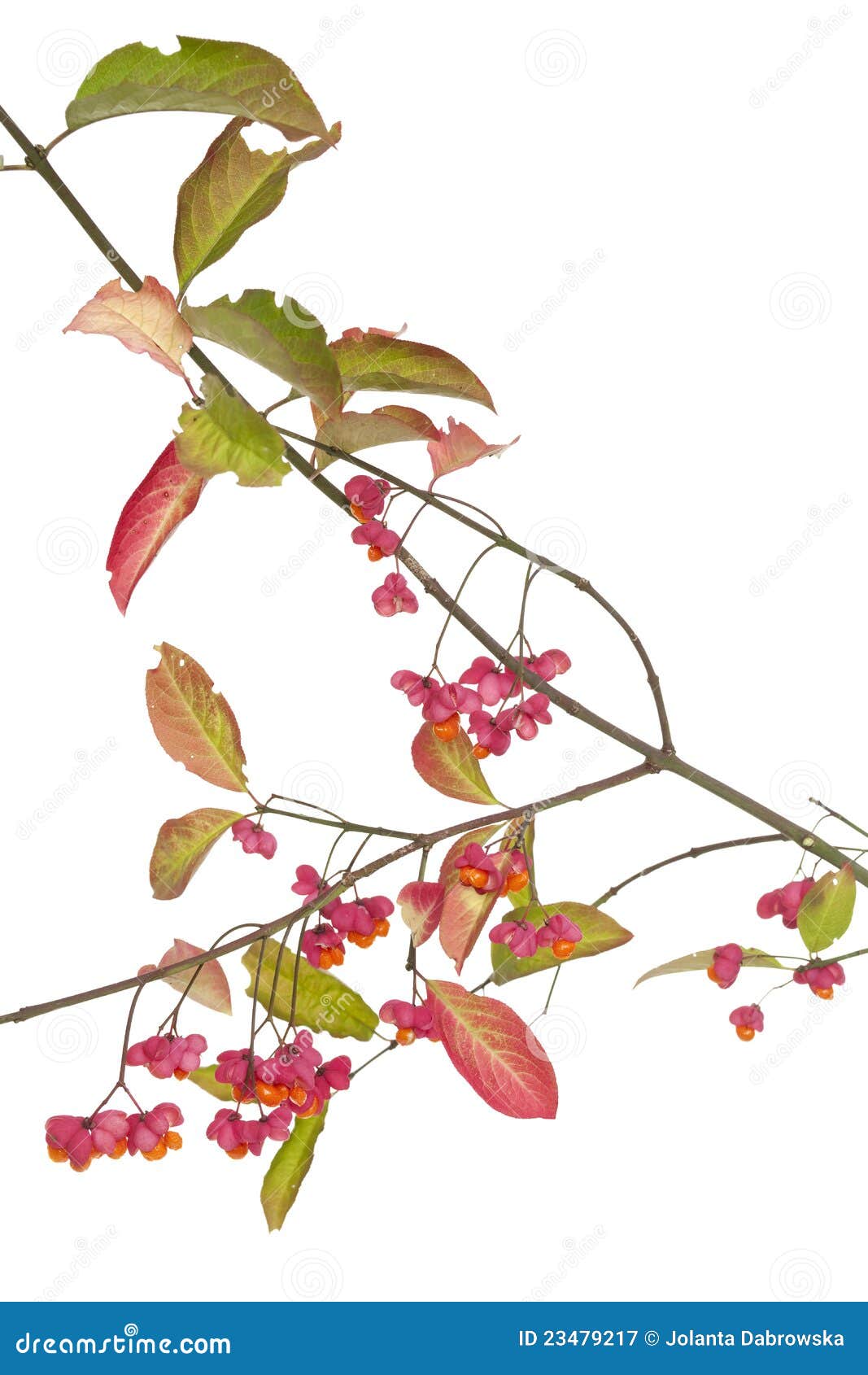 Spindle Tree Royalty-Free Stock Image | CartoonDealer.com #27932770