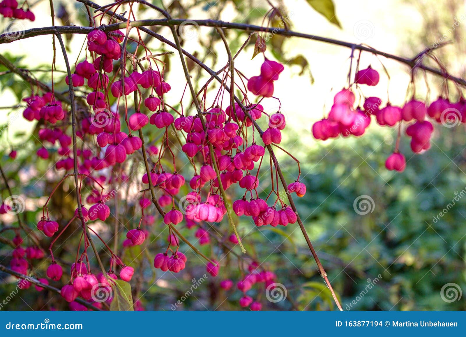 Spindle tree in the autumn stock photo. Image of tree - 163877194