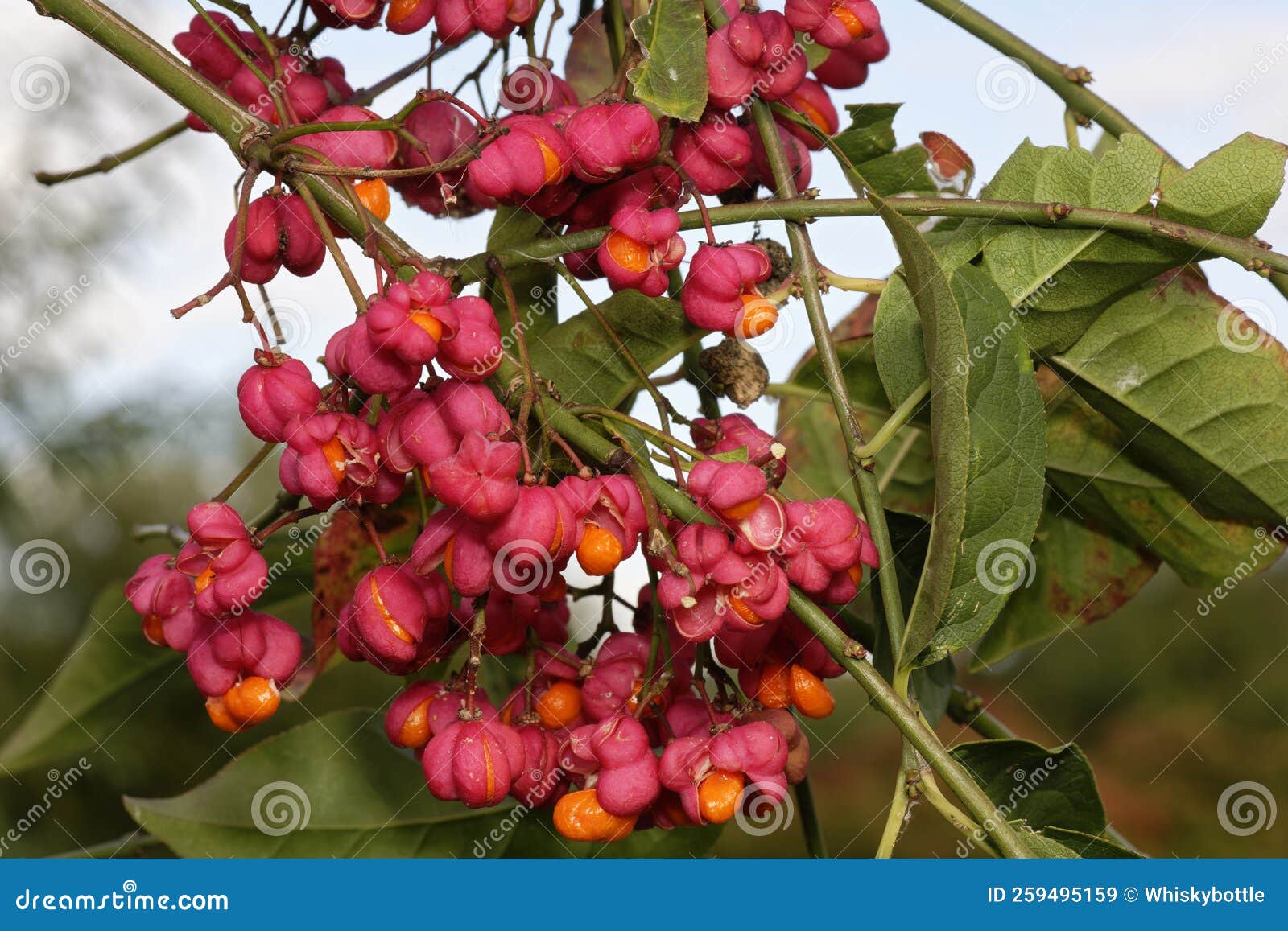 Spindle Tree Fruit stock image. Image of calcareous - 259495159