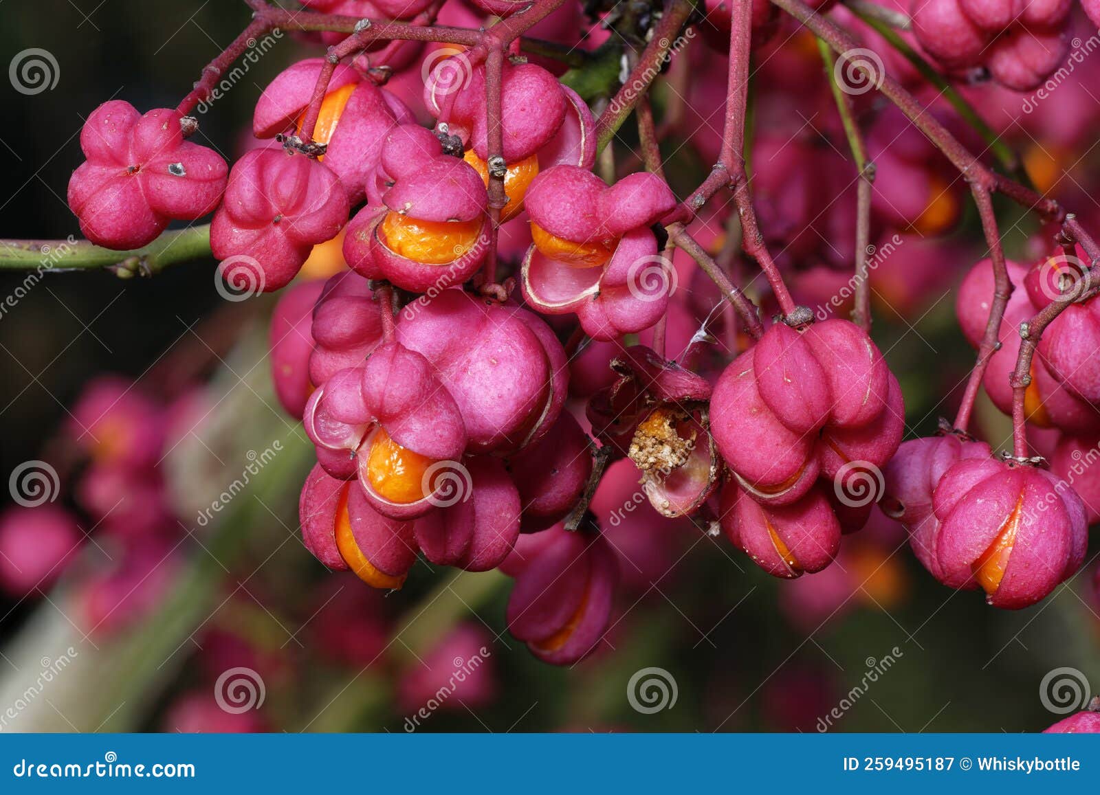 Spindle Tree Fruit stock image. Image of flora, bush - 259495187