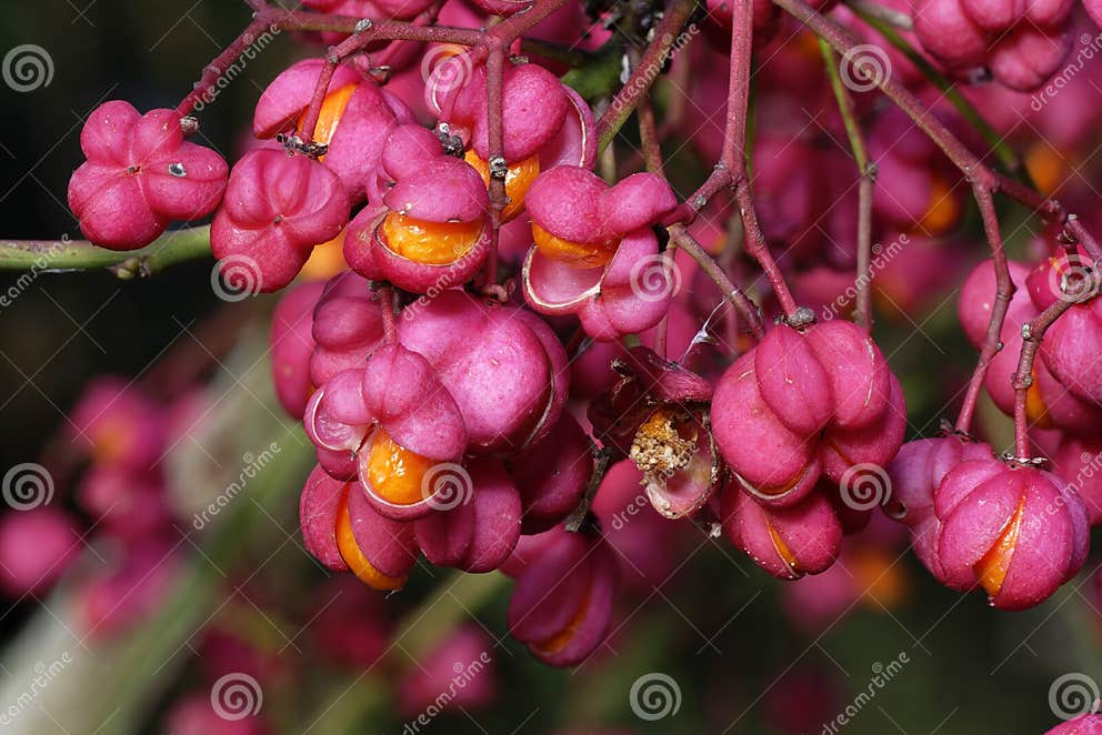 Spindle Tree Fruit stock image. Image of flora, bush - 259495187