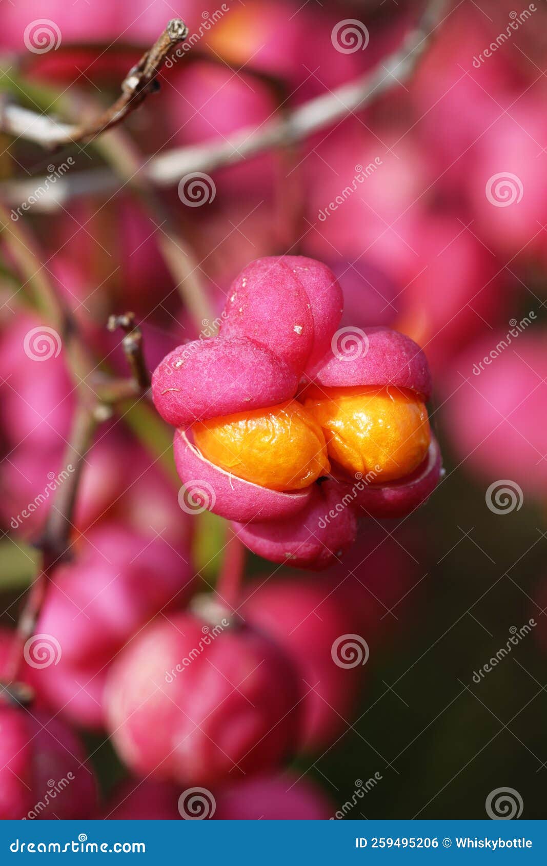 Spindle Tree Fruit stock photo. Image of spindle, britain - 259495206