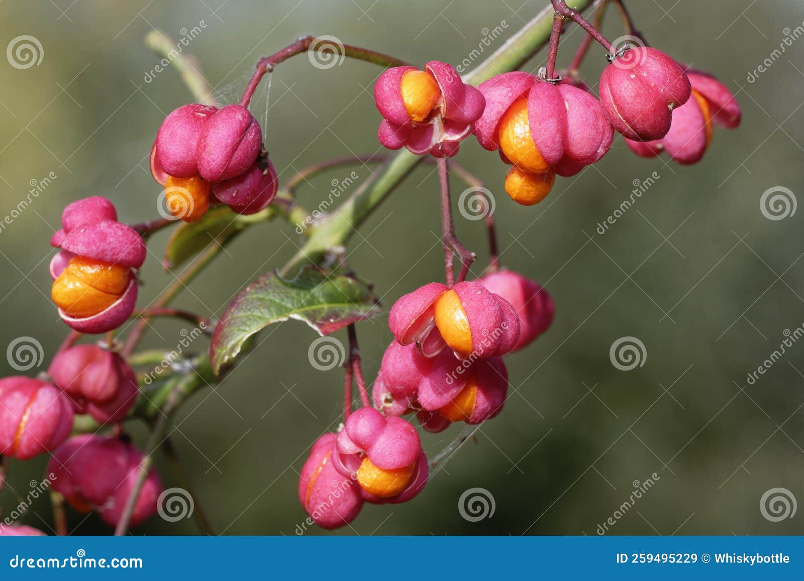 Spindle Tree Fruit stock image. Image of woodland, celastraceae - 259495229