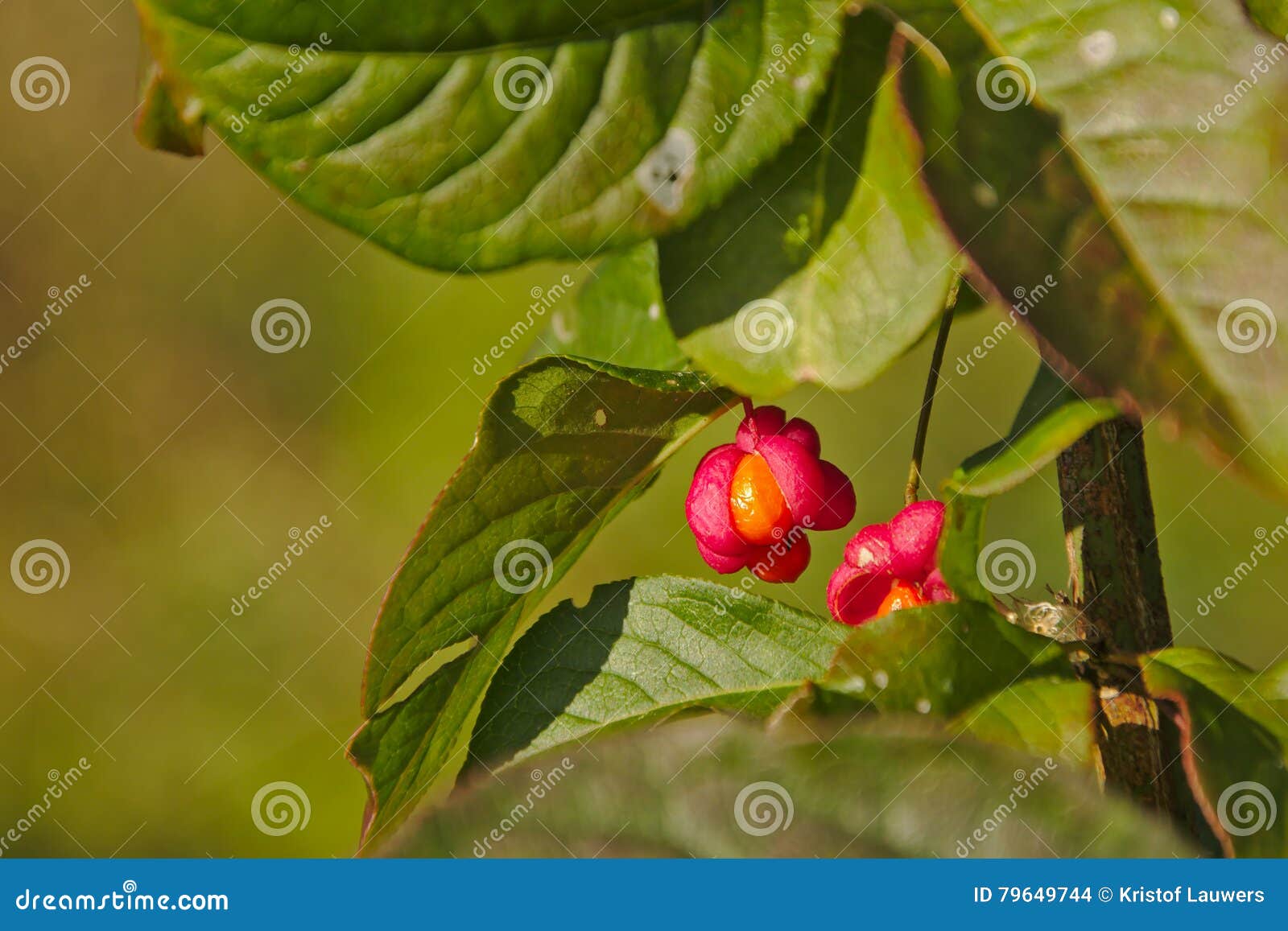 Spindle Tree Fruit, Selective Focus Stock Photo - Image of europaeus ...