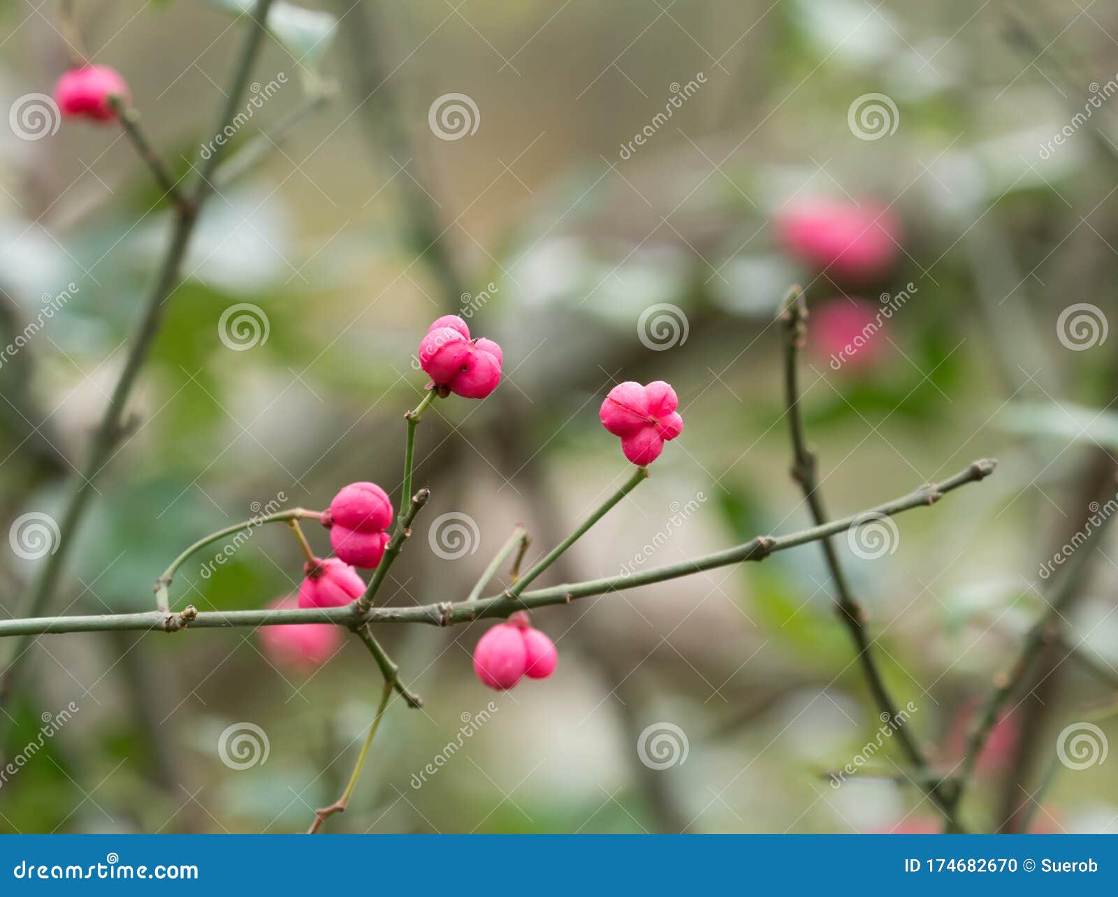 Spindle Tree Fruits in Autumn Stock Photo - Image of countryside ...