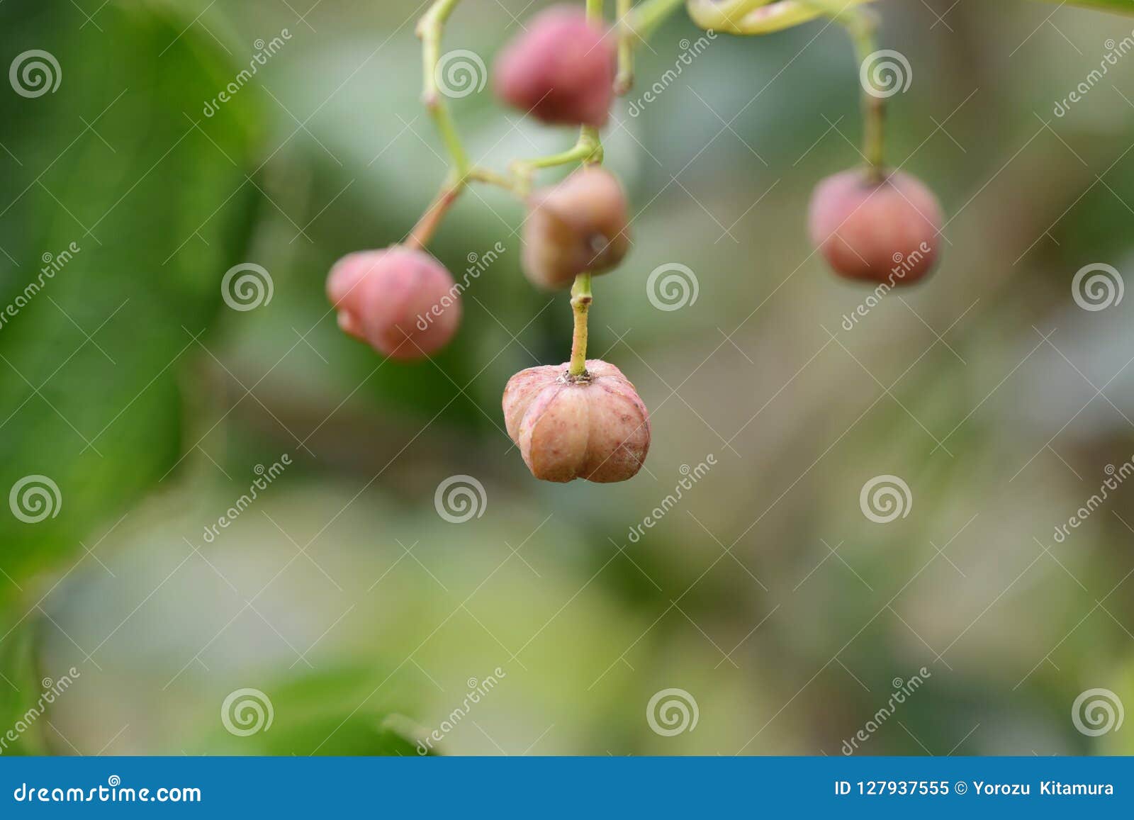 Spindle tree fruits stock image. Image of leaves, colorful - 127937555