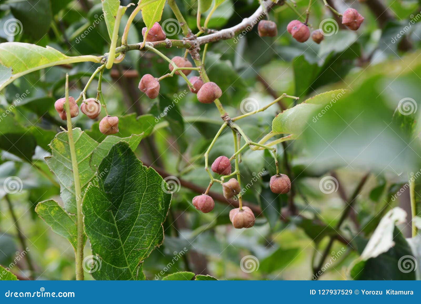 Spindle tree fruits stock image. Image of deciduous - 127937529