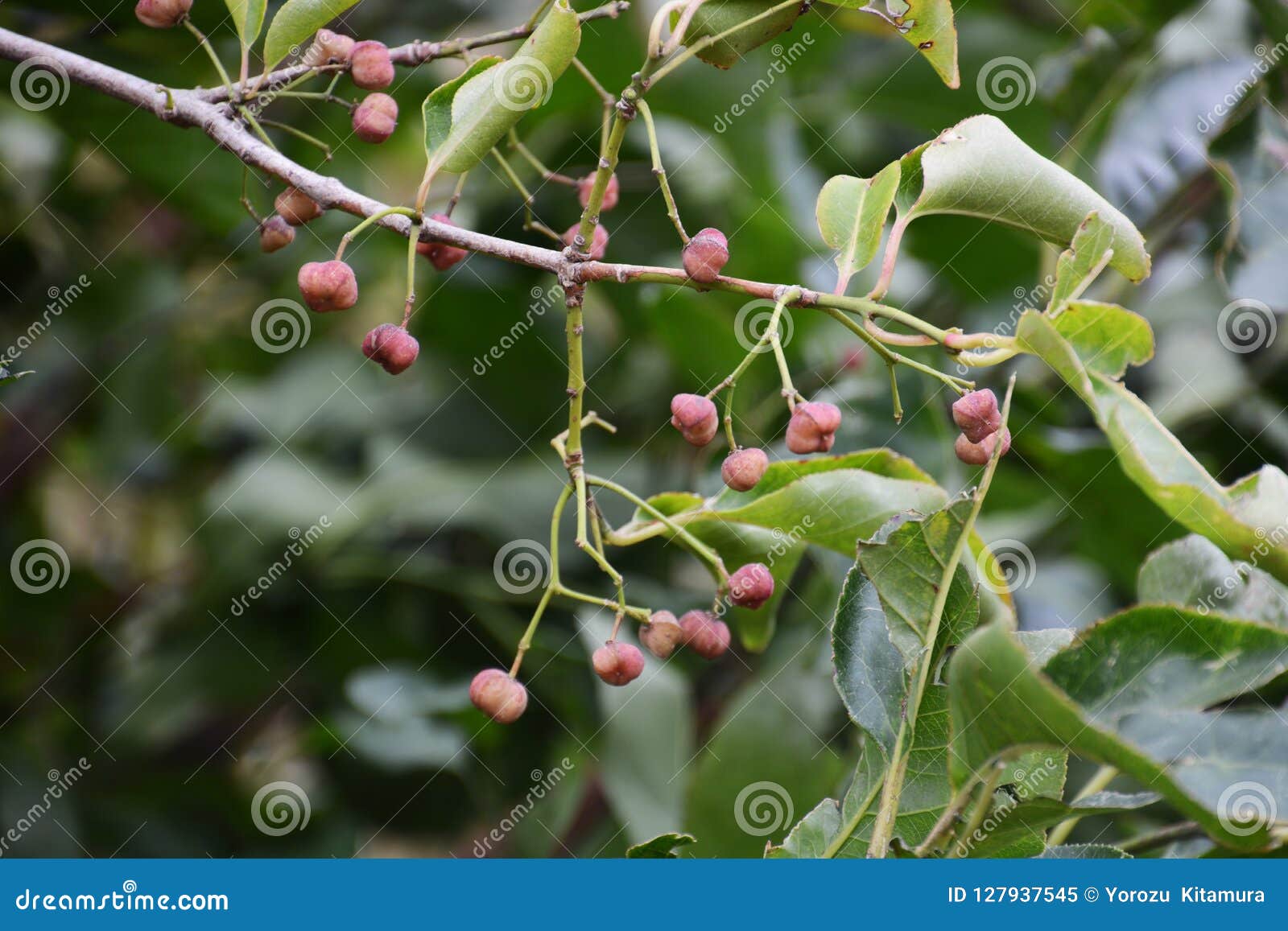 Spindle tree fruits stock image. Image of color, leaf - 127937545