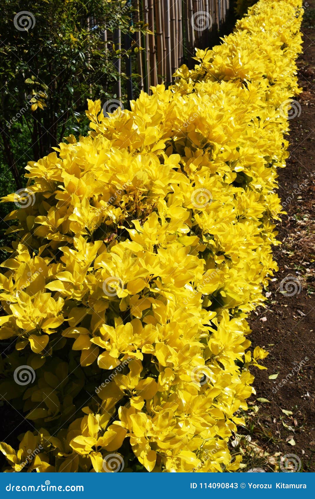 Spindle tree stock image. Image of leaves, evergreen - 114090843