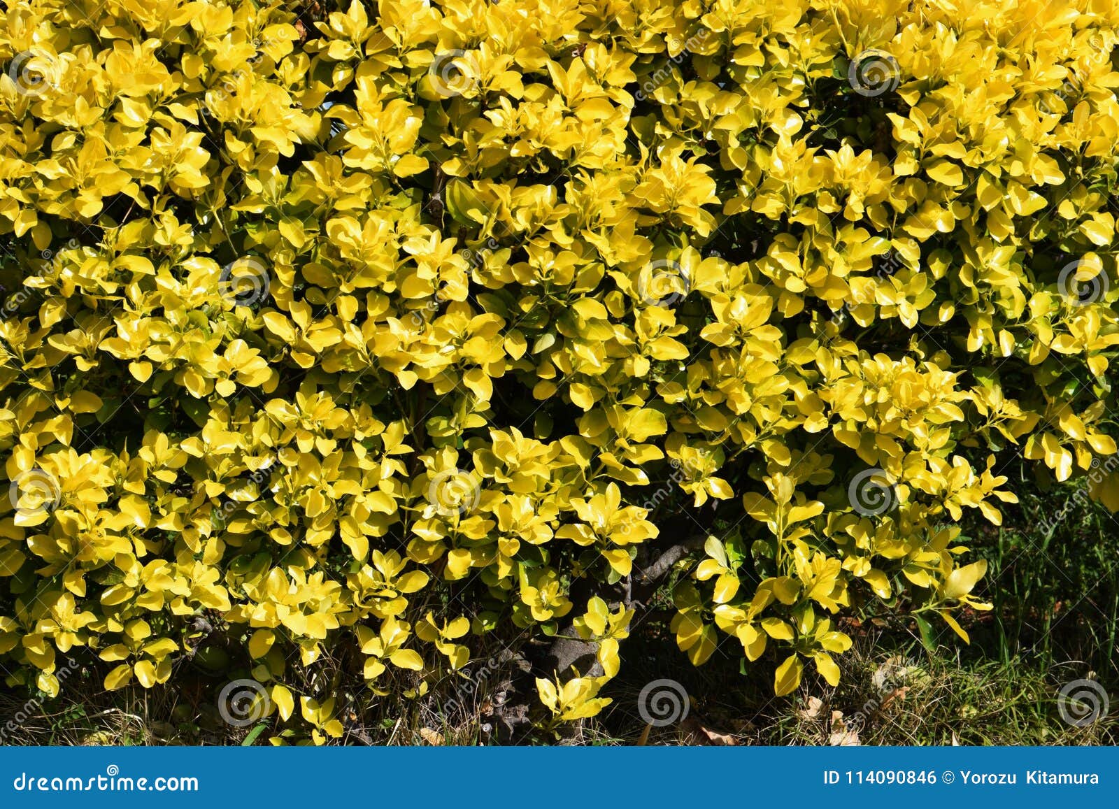 Spindle tree stock photo. Image of fresh, nature, foliage - 114090846