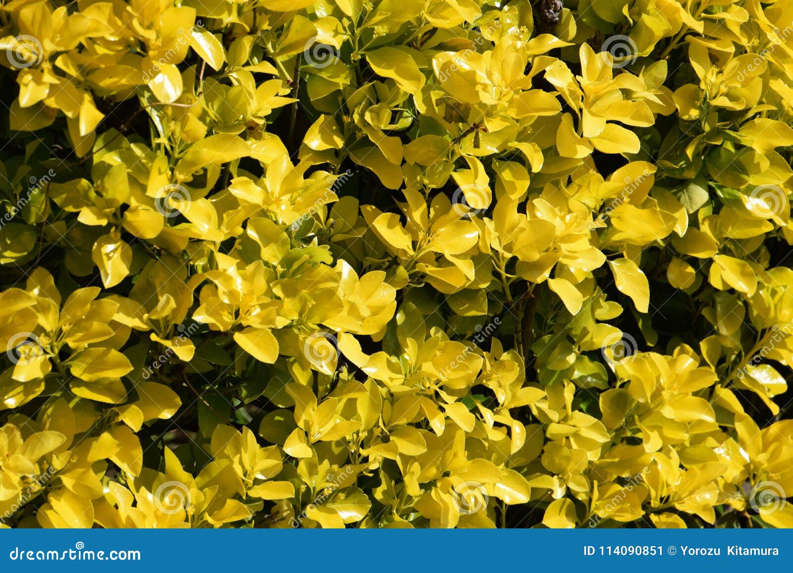 Spindle tree stock image. Image of plant, flower, growth - 114090851