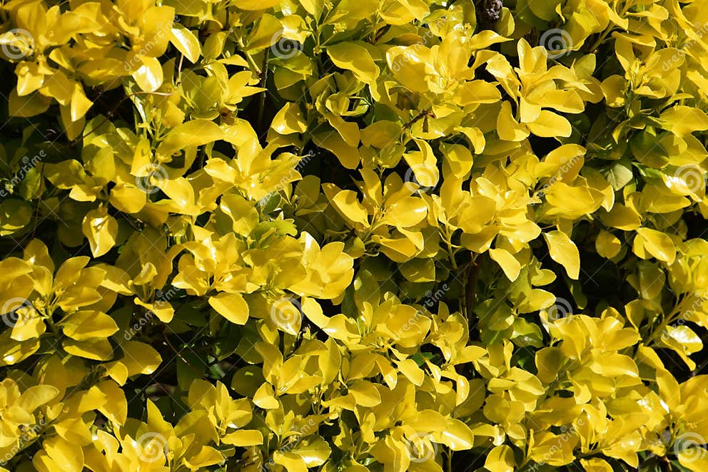 Spindle tree stock image. Image of plant, flower, growth - 114090851