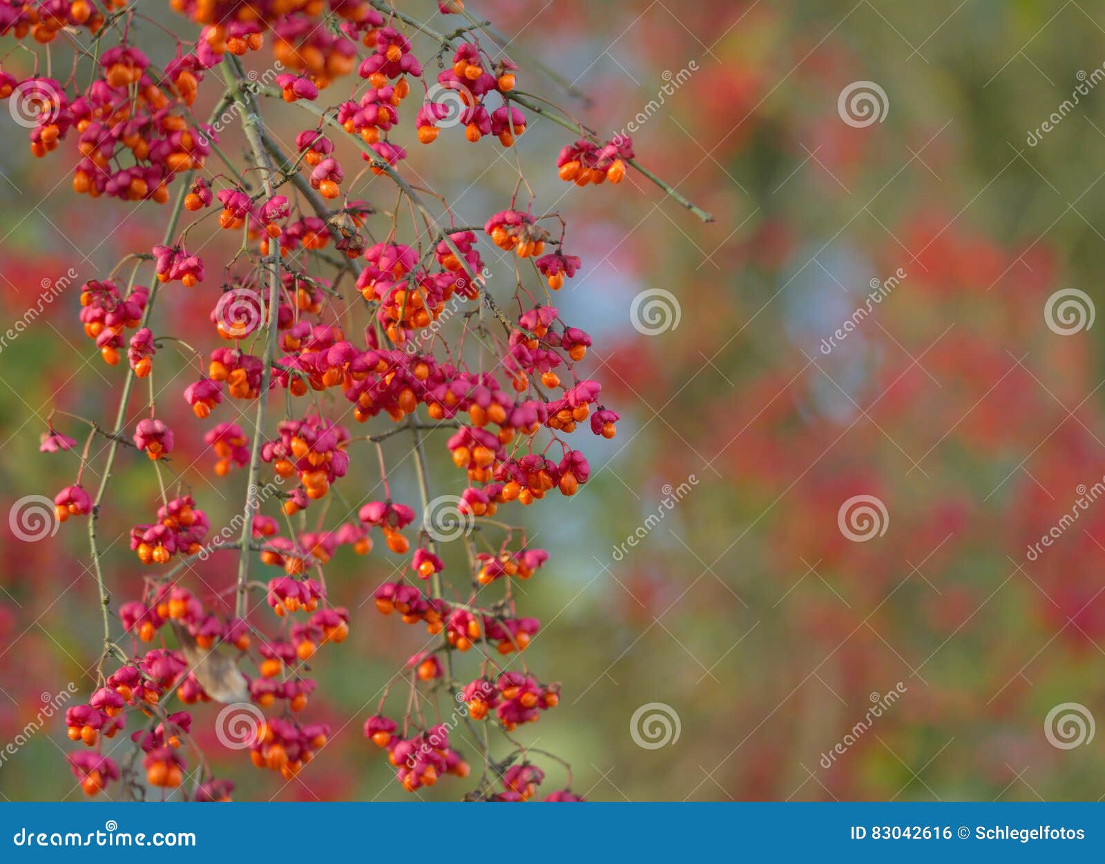 Spindle Tree Royalty-Free Stock Image | CartoonDealer.com #27932770