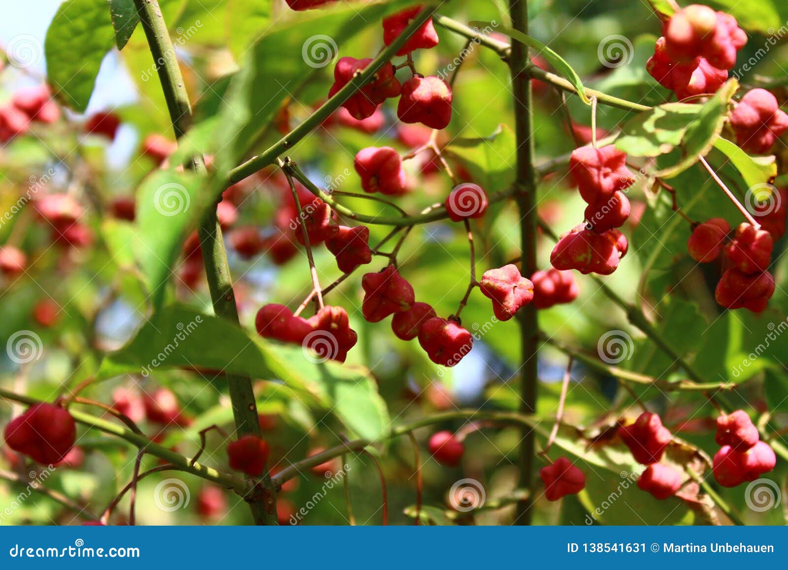 Spindle tree stock image. Image of natural, euonymus - 138541631